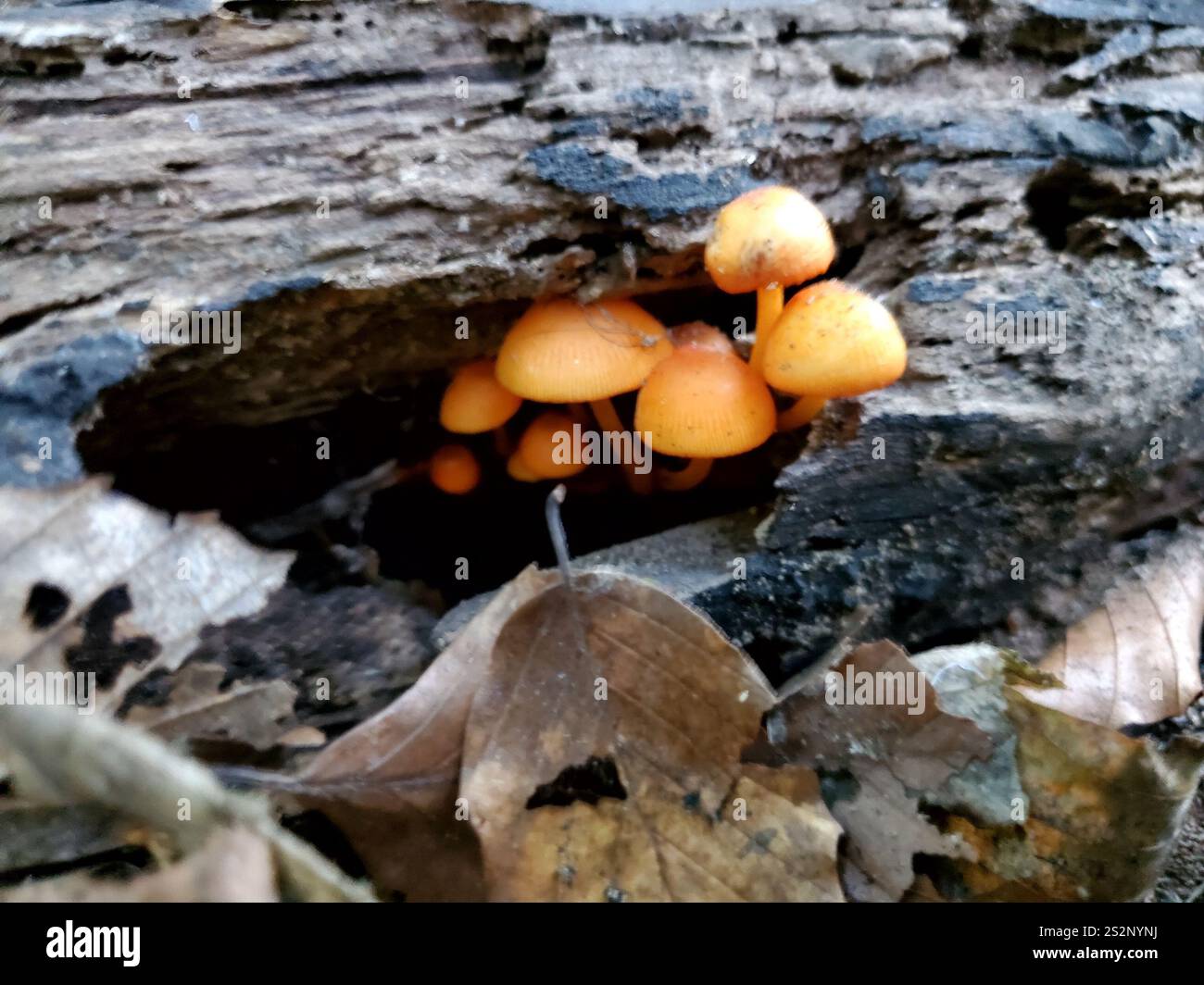 orange mycena (Mycena leaiana Stock Photo - Alamy