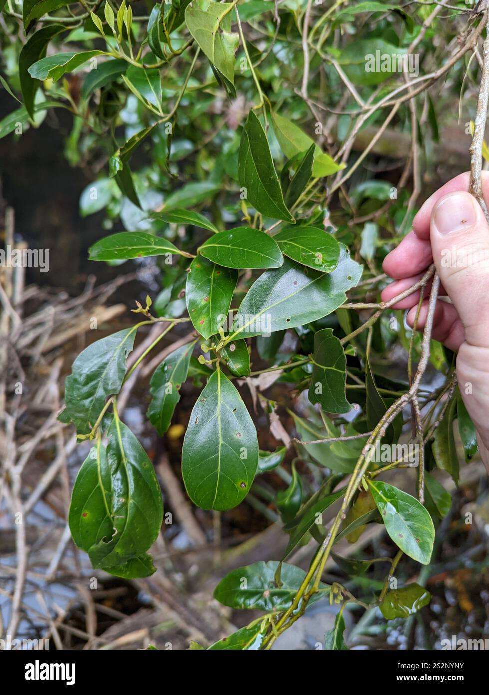 Domatia Tree (Endiandra discolor Stock Photo - Alamy