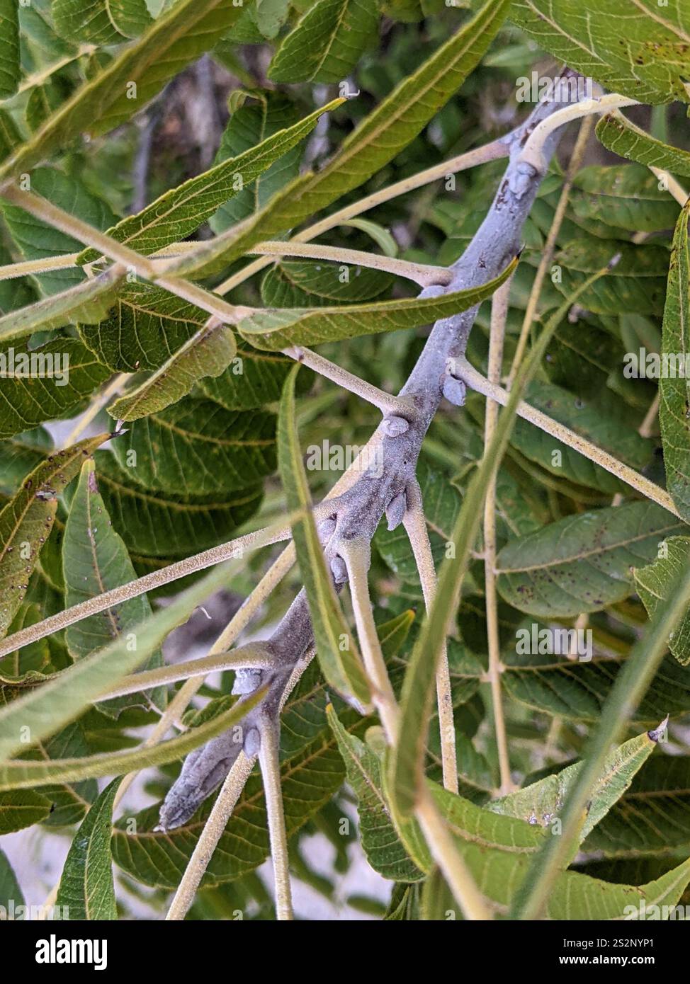 Little Walnut (Juglans microcarpa Stock Photo - Alamy