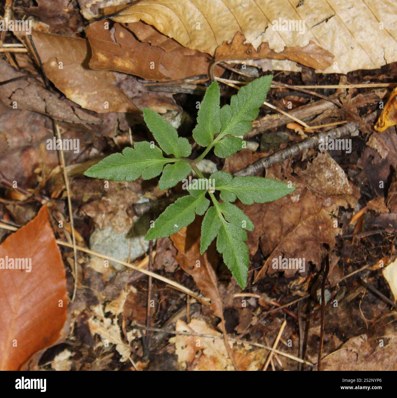bronze fern (Sceptridium dissectum obliquum Stock Photo - Alamy