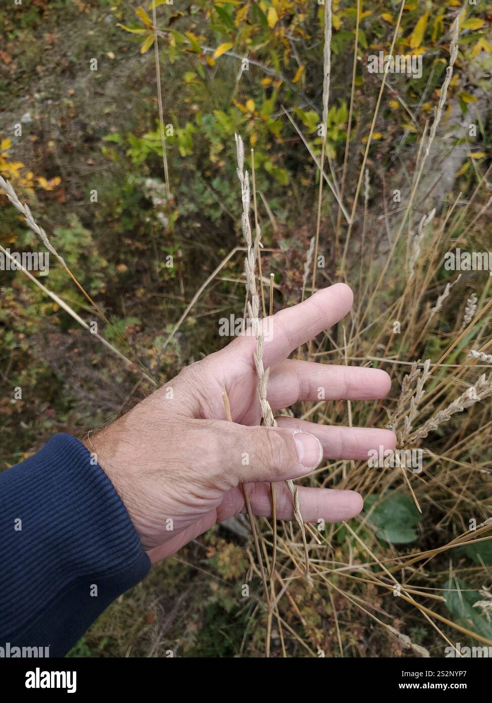 Thinopyrum intermedium hi-res stock photography and images - Alamy