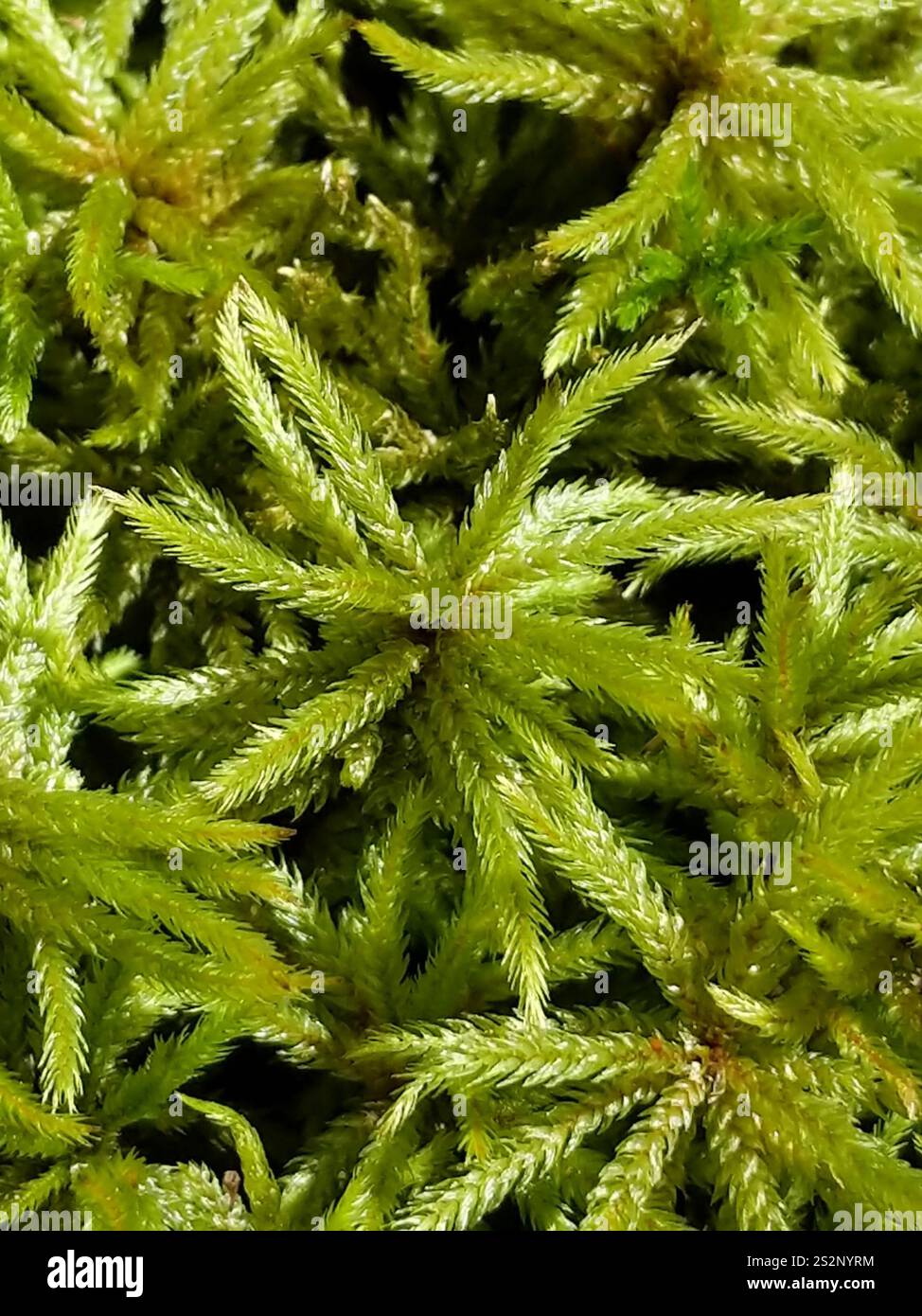 American Tree Moss (Climacium americanum Stock Photo - Alamy