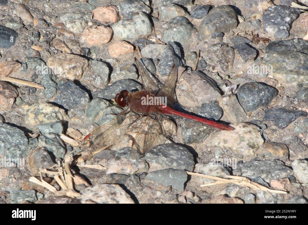 Cherry-faced Meadowhawk (Sympetrum internum Stock Photo - Alamy
