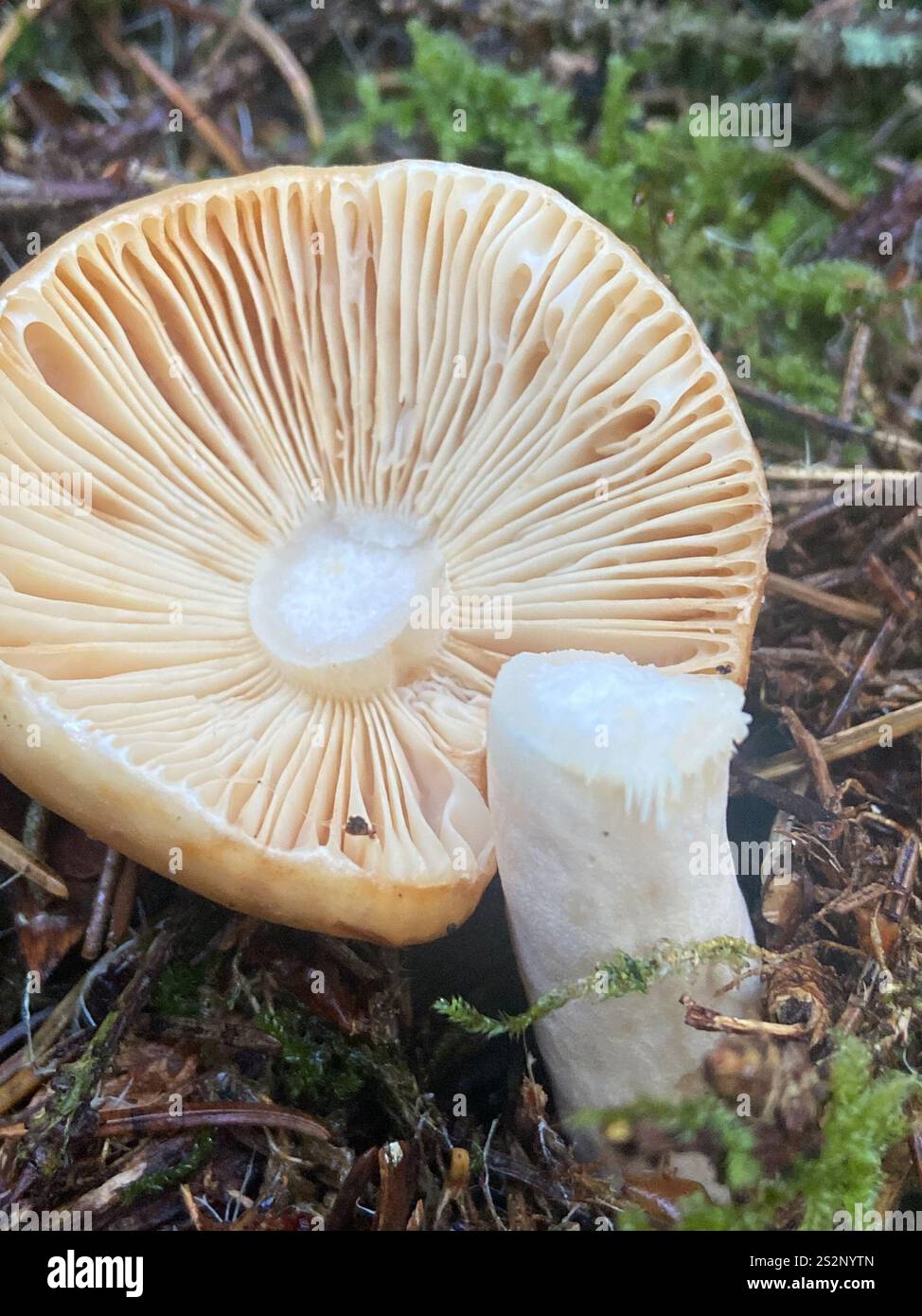 Copper Brittlegill (Russula decolorans Stock Photo - Alamy
