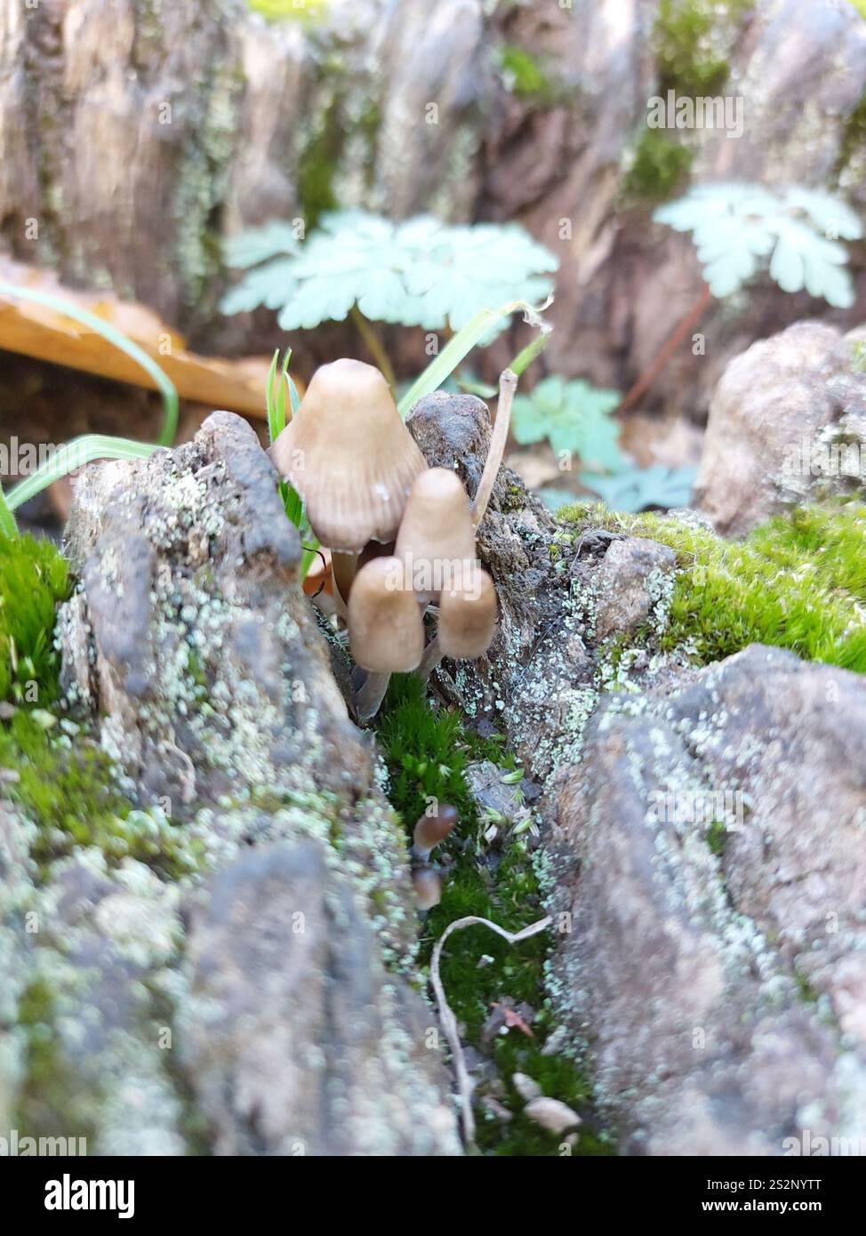 common bonnet (Mycena galericulata Stock Photo - Alamy