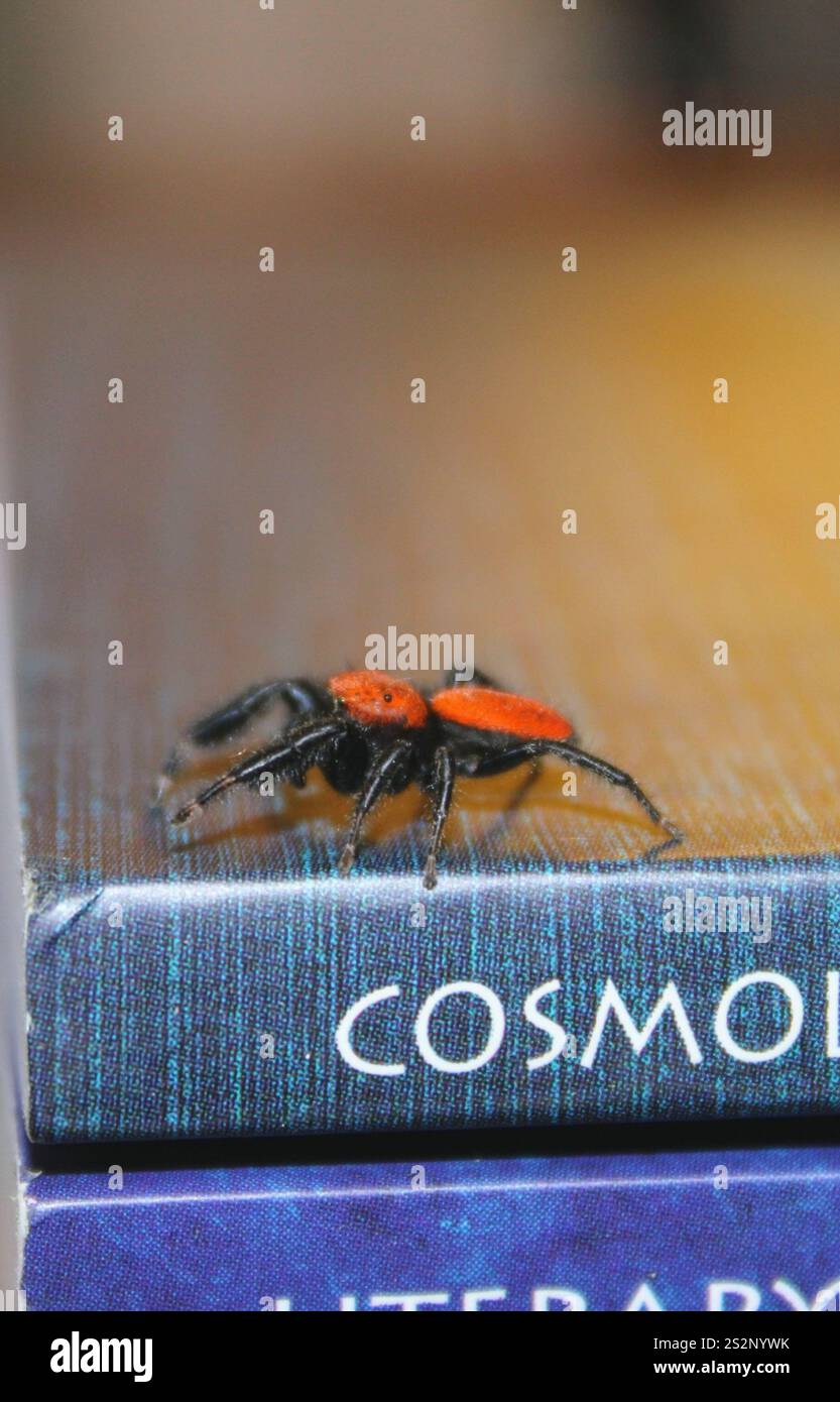 Cardinal Jumping Spider (Phidippus cardinalis Stock Photo - Alamy