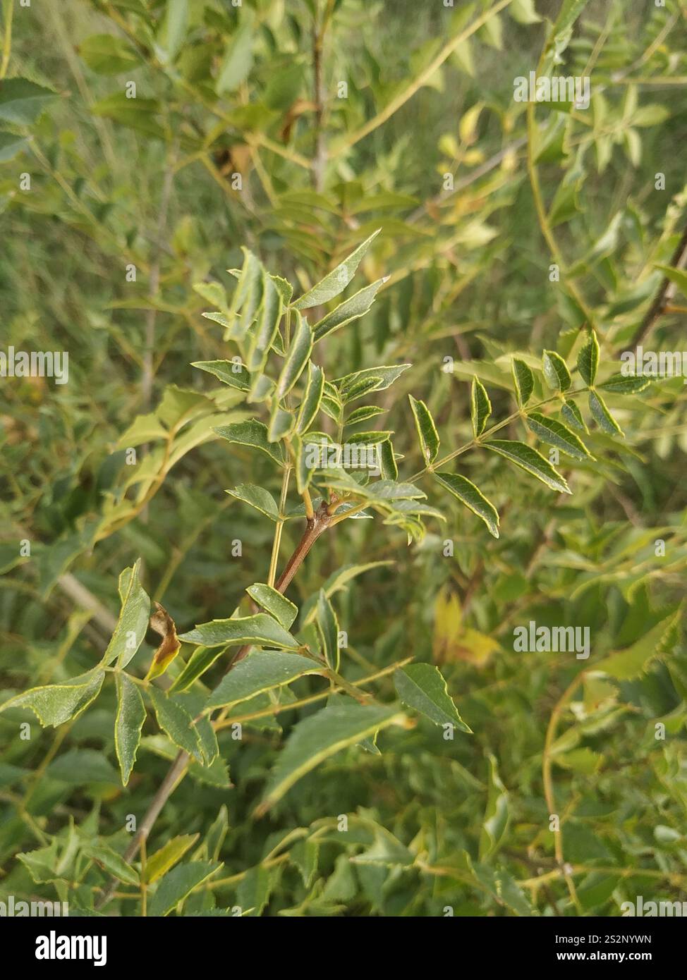 Narrow-leaved Ash (Fraxinus angustifolia Stock Photo - Alamy