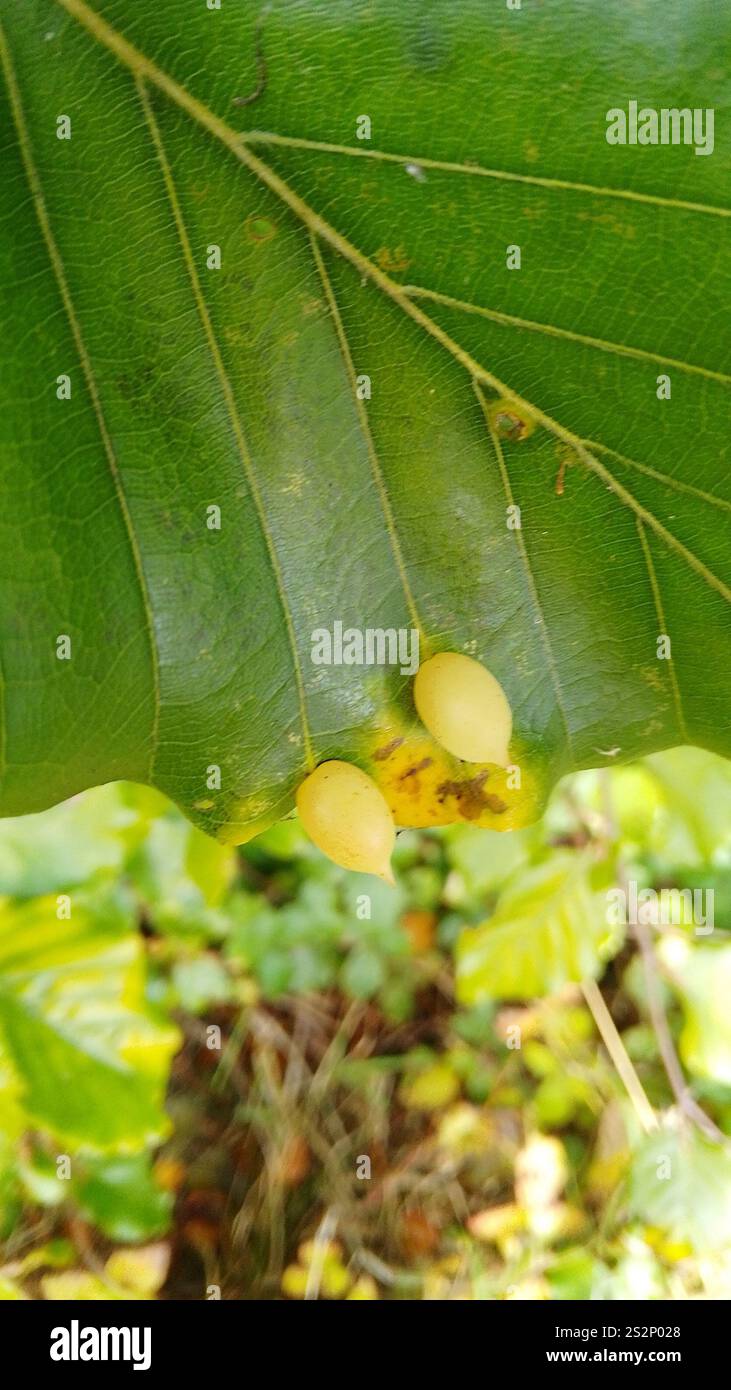 Beech Gall Midge (Mikiola fagi Stock Photo - Alamy