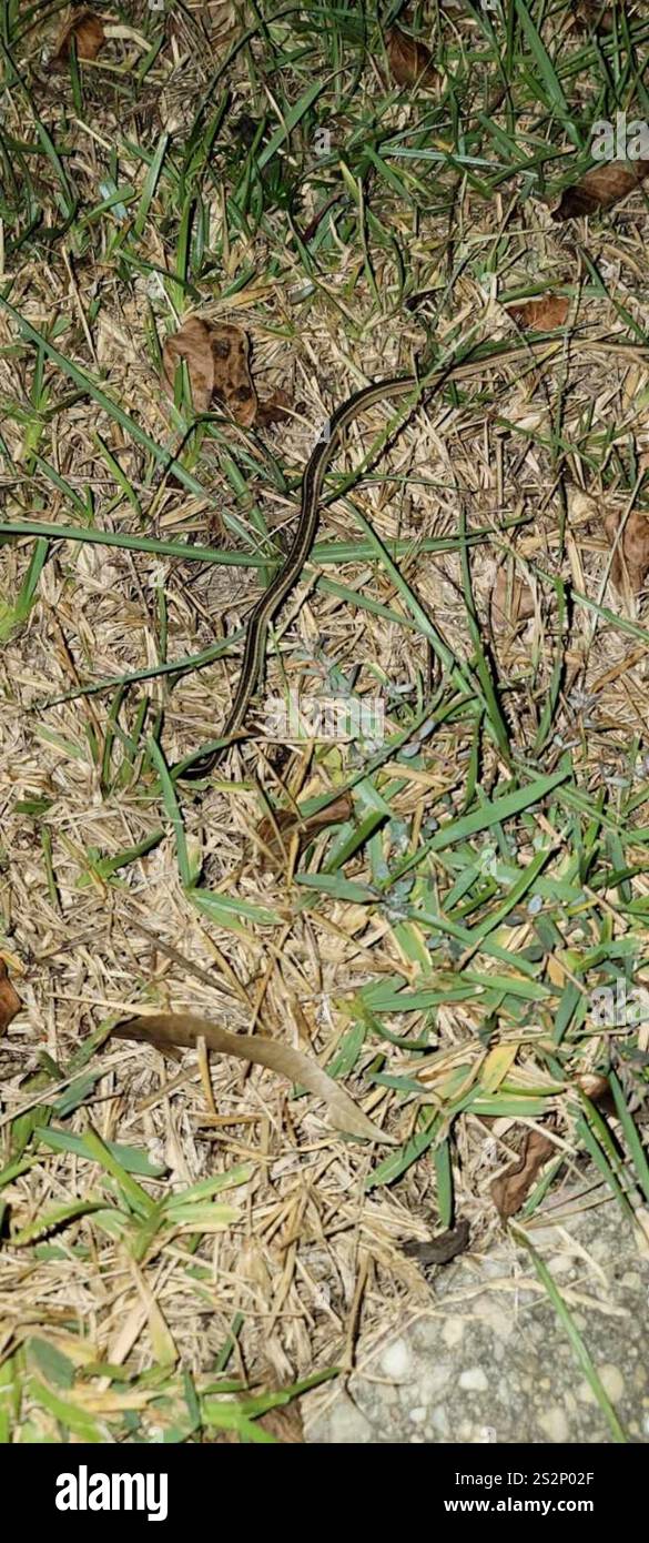 Common Ribbon Snake (Thamnophis saurita Stock Photo - Alamy