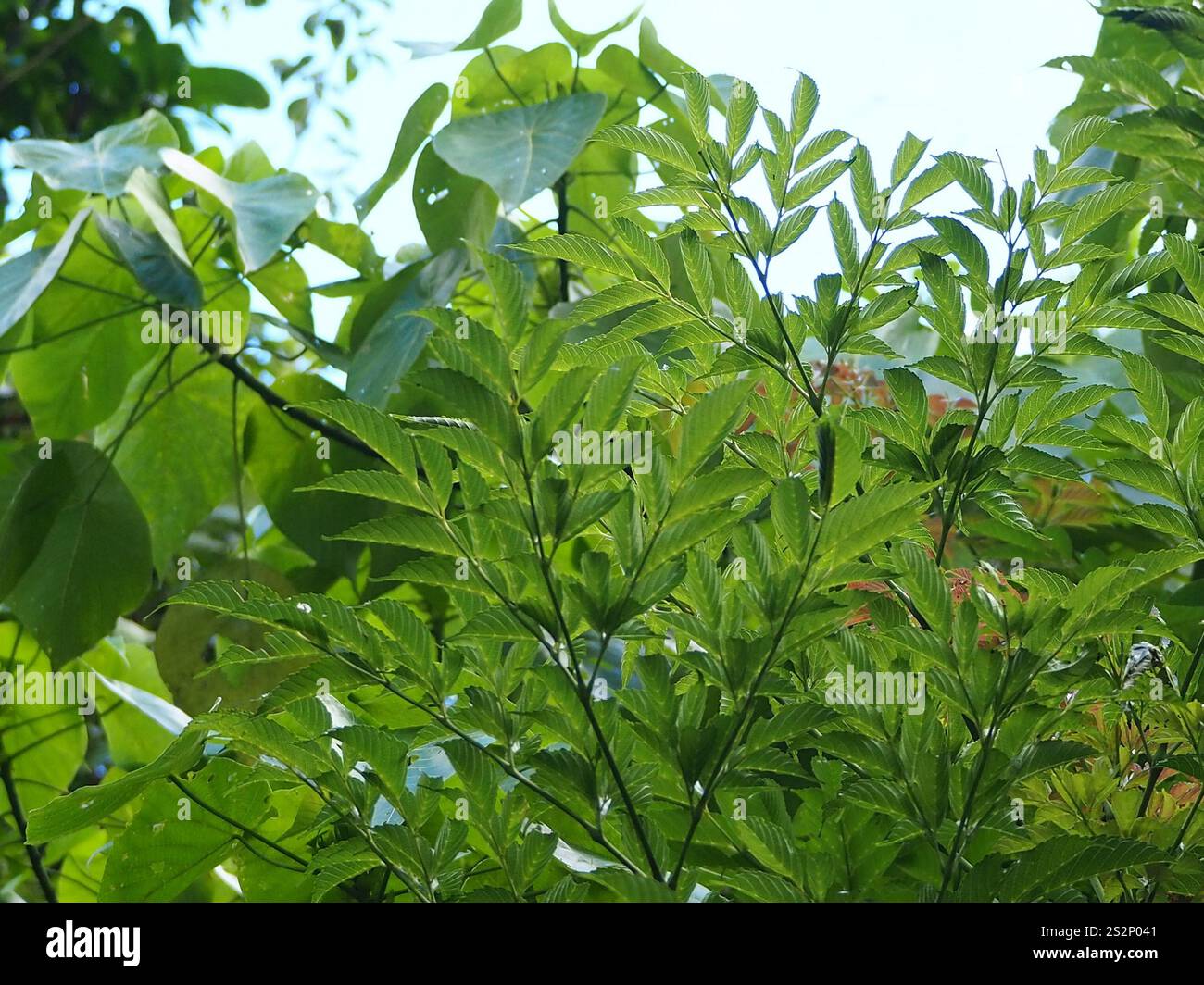 Manila Leea (Leea guineensis Stock Photo - Alamy