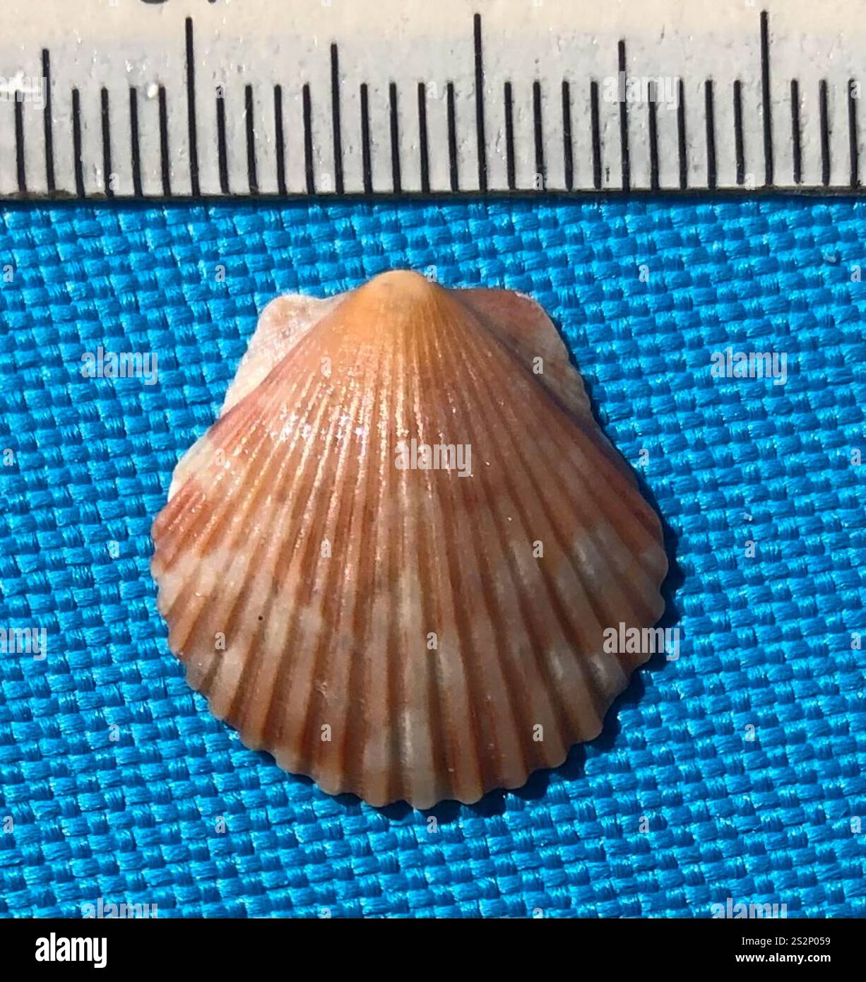 Atlantic Calico Scallop (Argopecten gibbus Stock Photo - Alamy