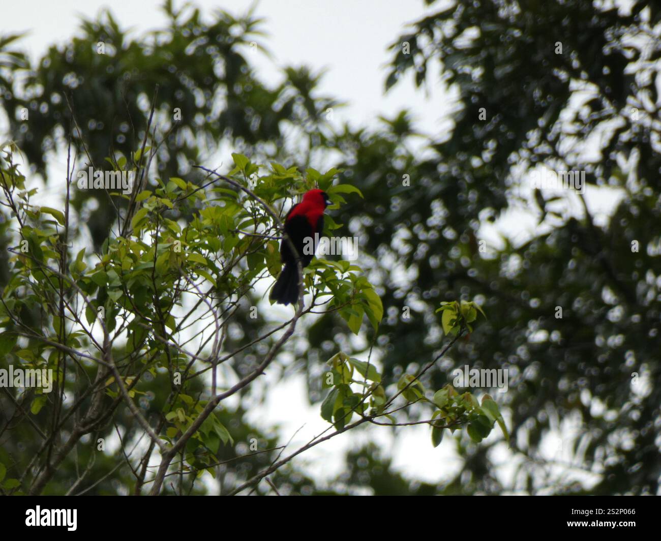 Masked Crimson Tanager (Ramphocelus nigrogularis Stock Photo - Alamy