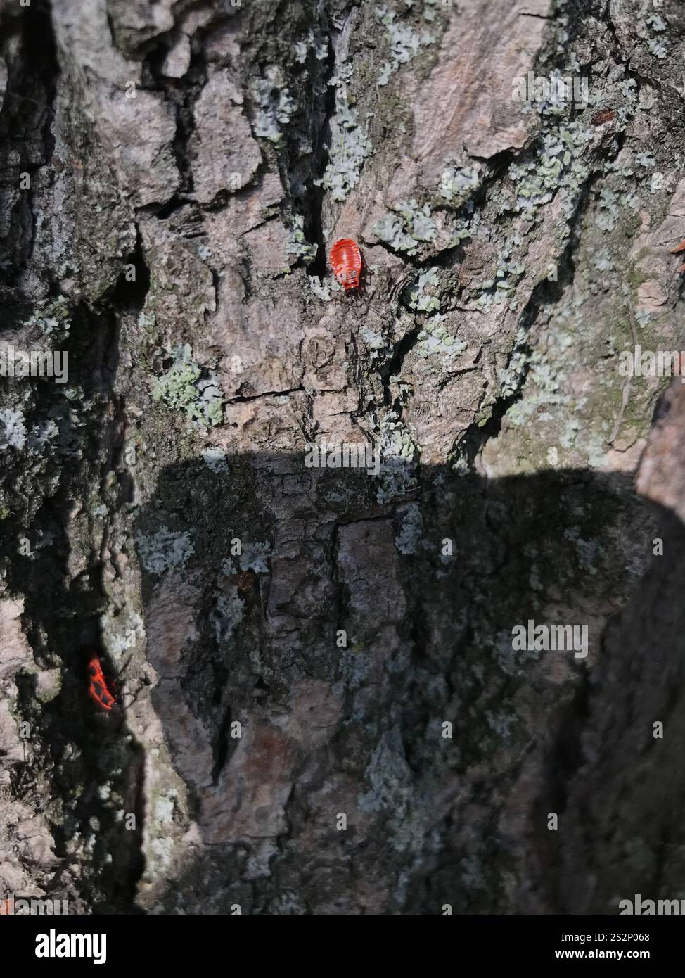 European Firebug (Pyrrhocoris apterus Stock Photo - Alamy