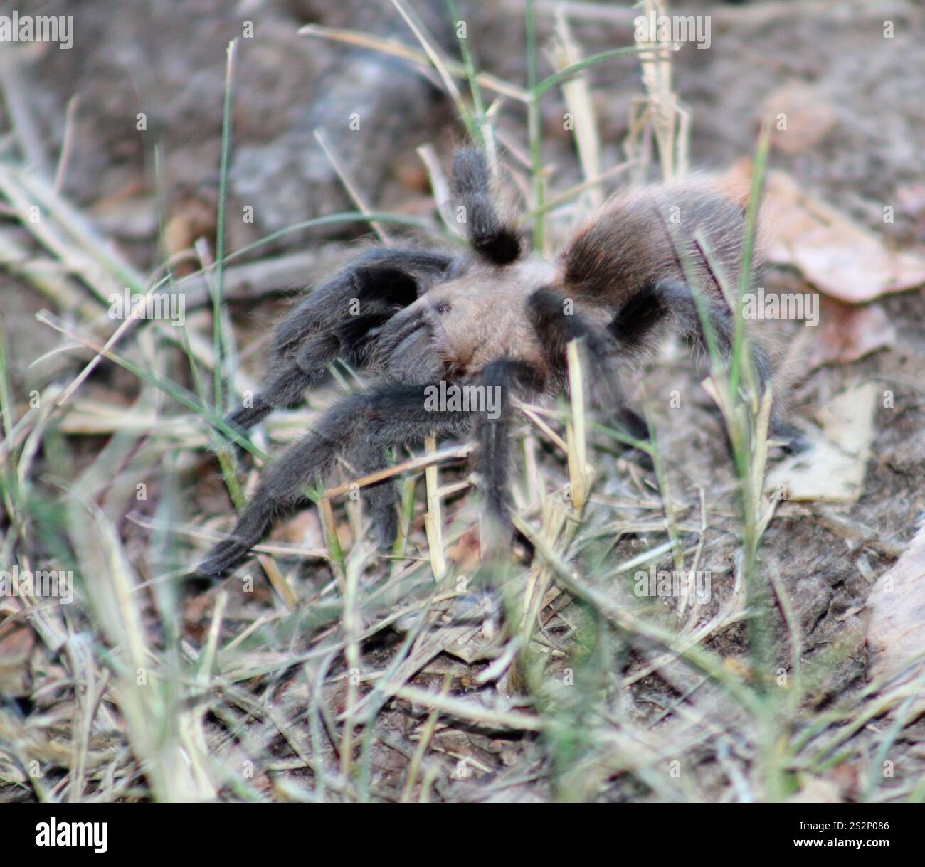 Texas Brown Tarantula (Aphonopelma hentzi Stock Photo - Alamy