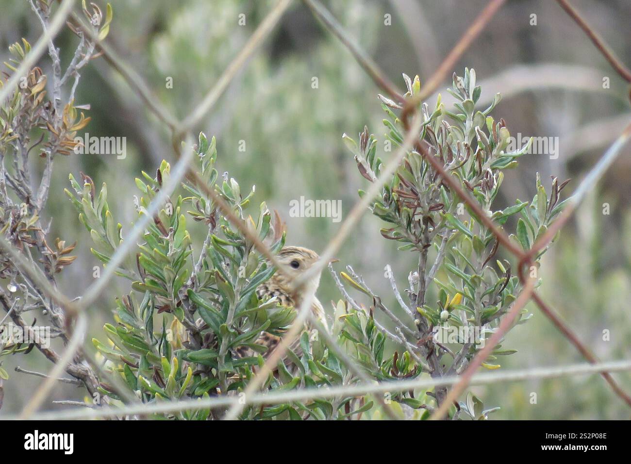 Grass Wren (Cistothorus platensis Stock Photo - Alamy