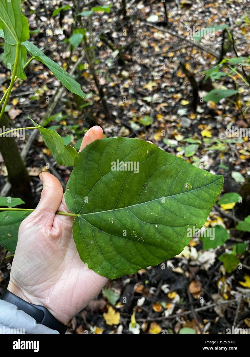 Swamp Cottonwood (Populus heterophylla Stock Photo - Alamy