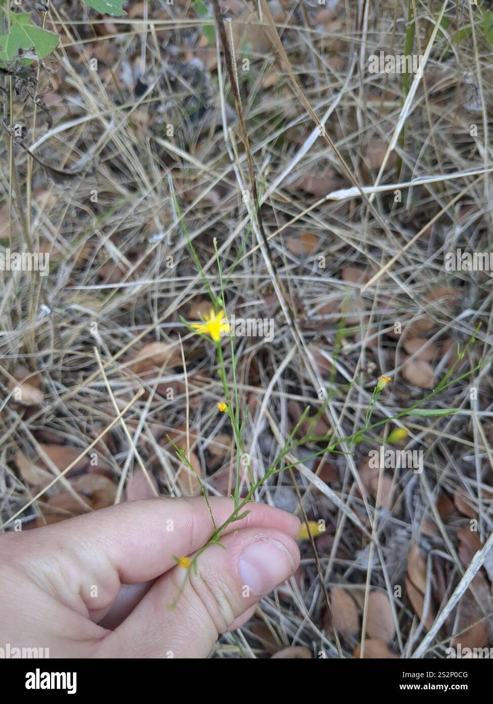 prairie broomweed (Amphiachyris dracunculoides Stock Photo - Alamy