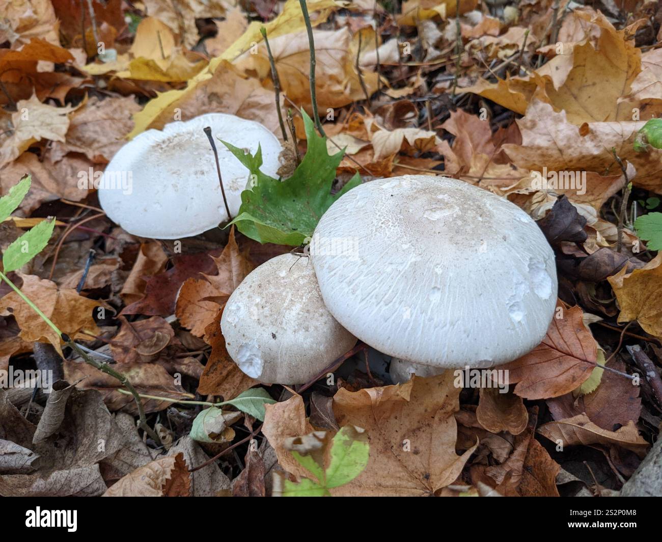 Yellow Stainer (Agaricus xanthodermus Stock Photo - Alamy