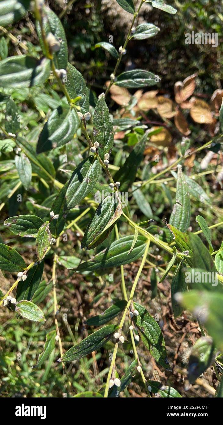 Common Gromwell (Lithospermum officinale Stock Photo - Alamy