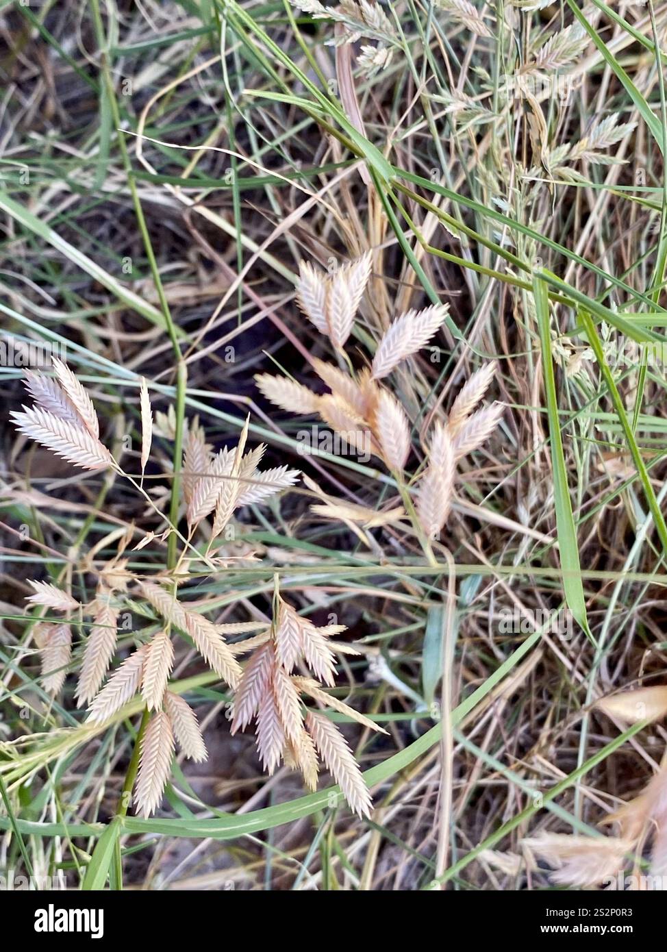 Red Lovegrass (Eragrostis secundiflora Stock Photo - Alamy
