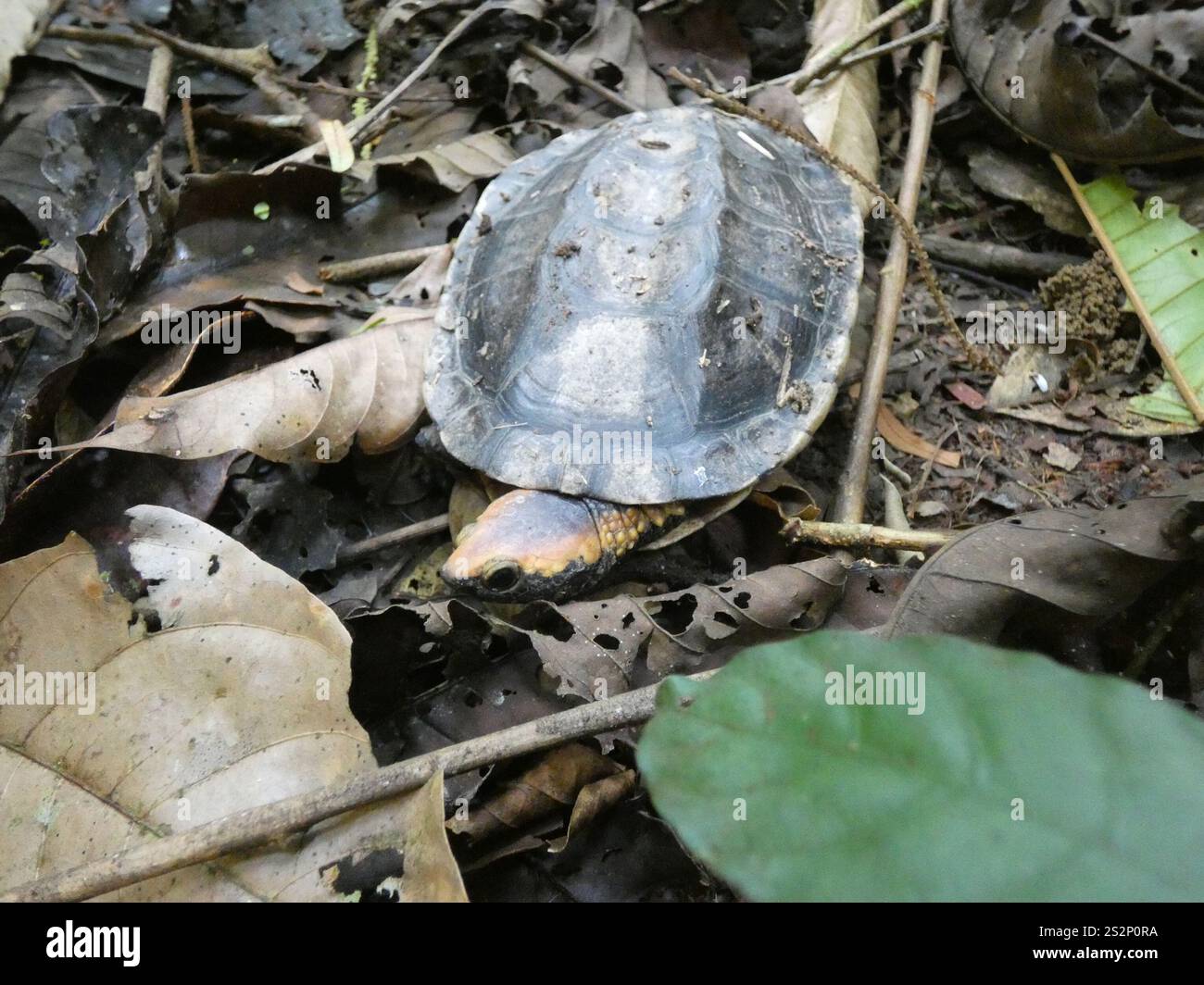 Twist neck turtle hi-res stock photography and images - Alamy