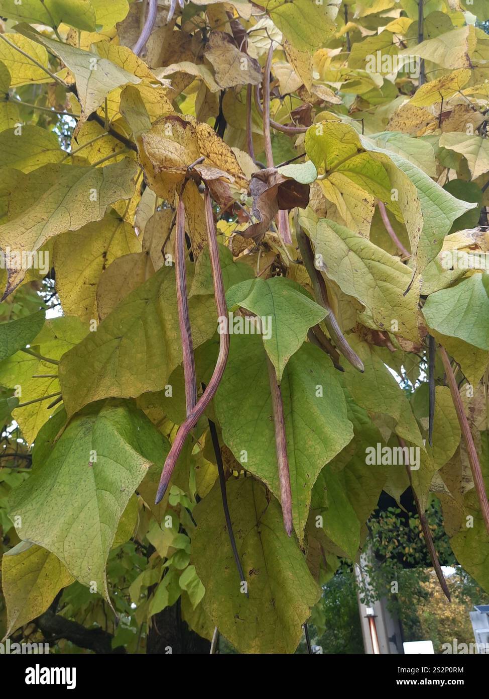 southern catalpa (Catalpa bignonioides Stock Photo - Alamy