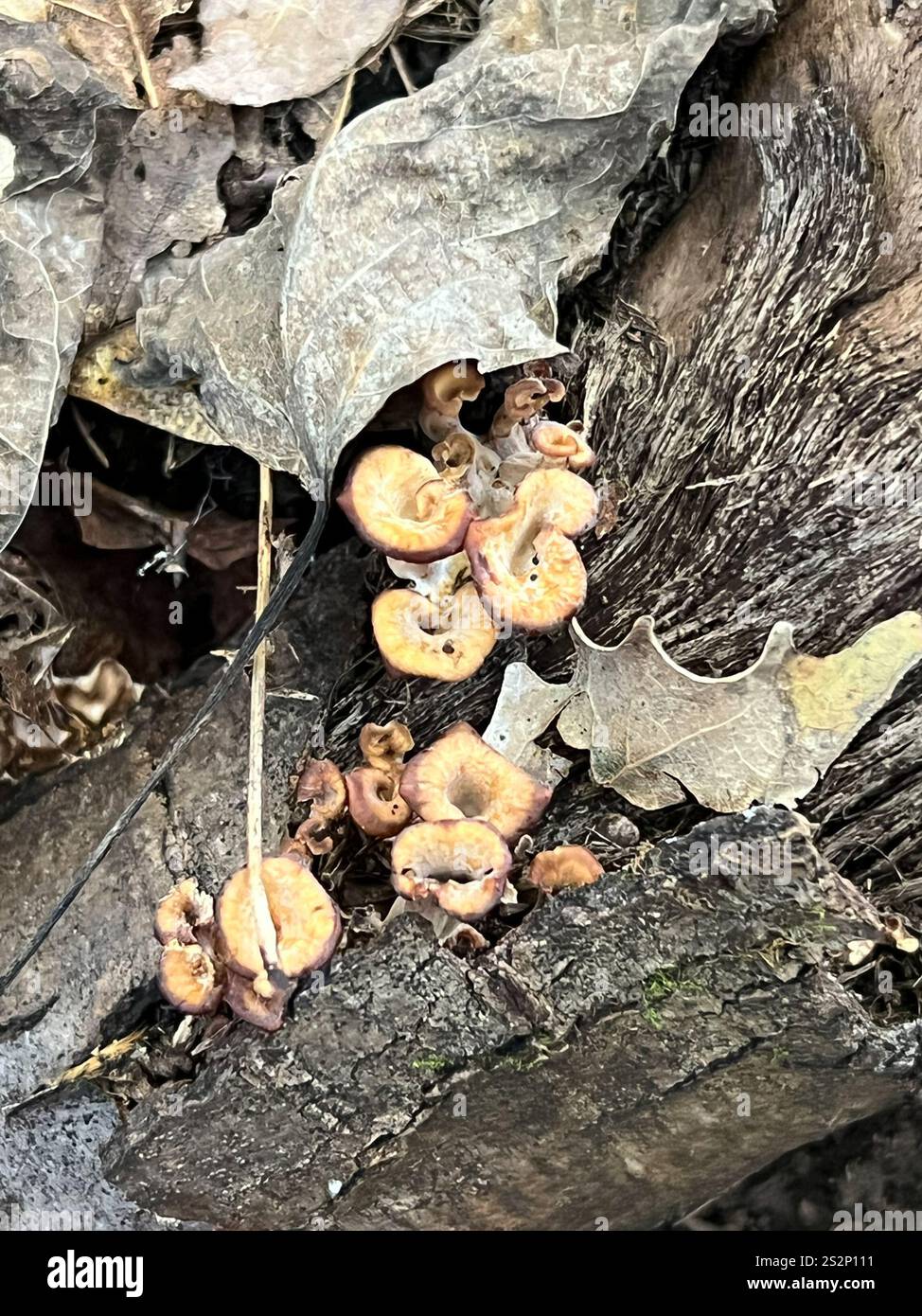 flame trumpet (Craterellus ignicolor Stock Photo - Alamy