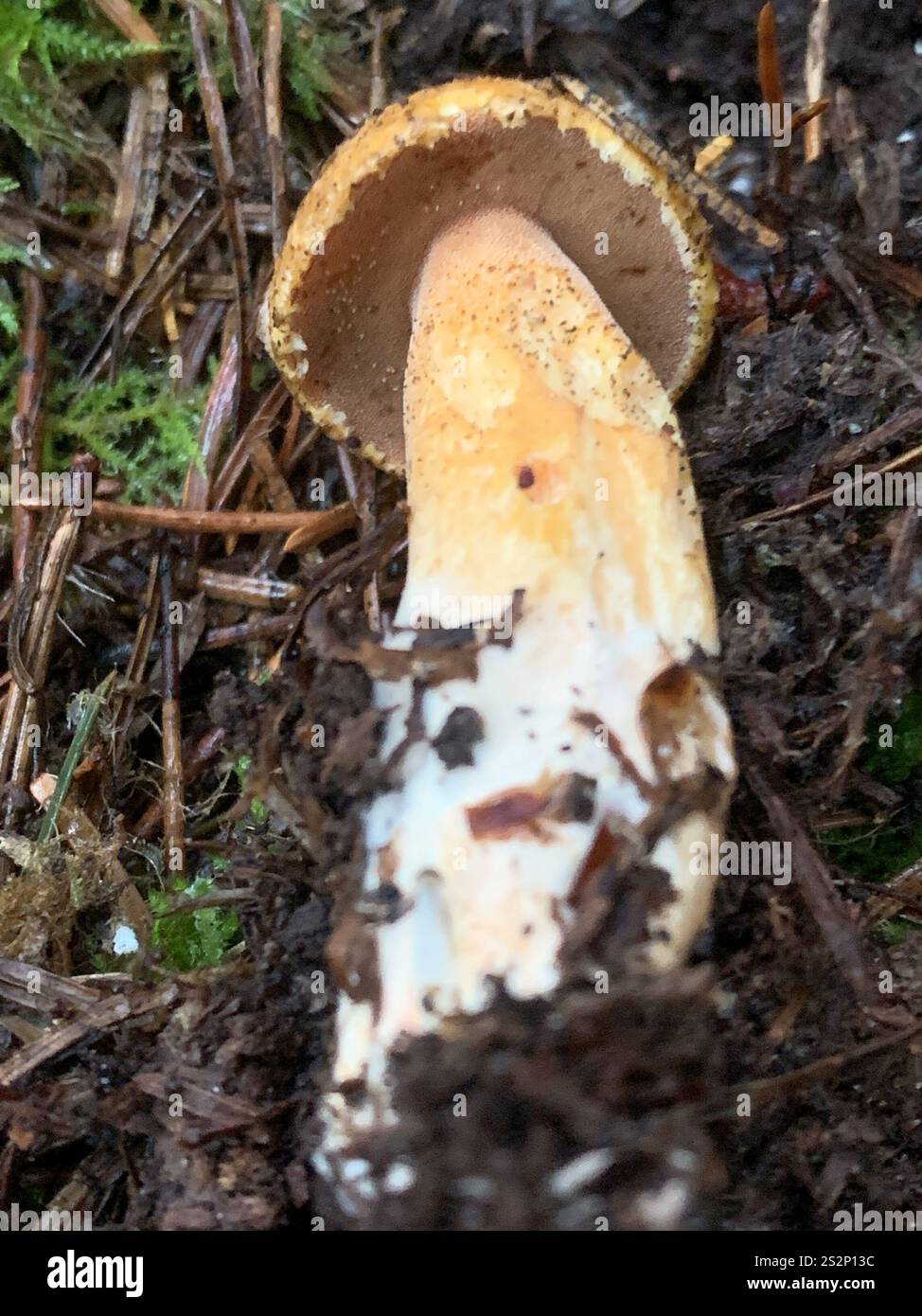 Blue-staining Slippery Jack (Suillus tomentosus Stock Photo - Alamy