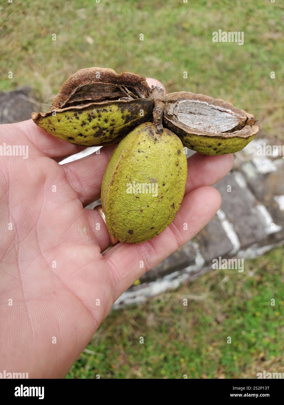 pecan (Carya illinoinensis Stock Photo - Alamy