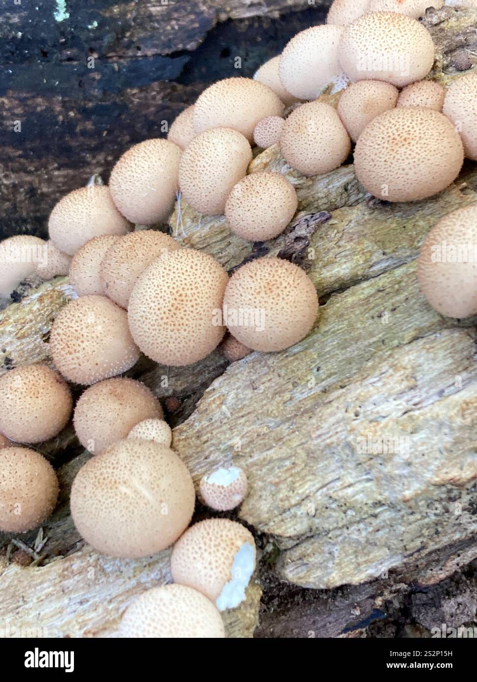 Pear-shaped Puffball (Apioperdon pyriforme Stock Photo - Alamy