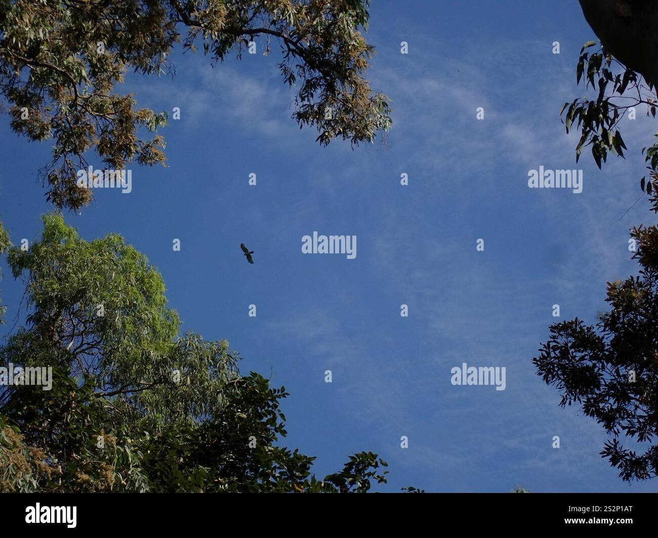 Pacific Baza (Aviceda subcristata Stock Photo - Alamy