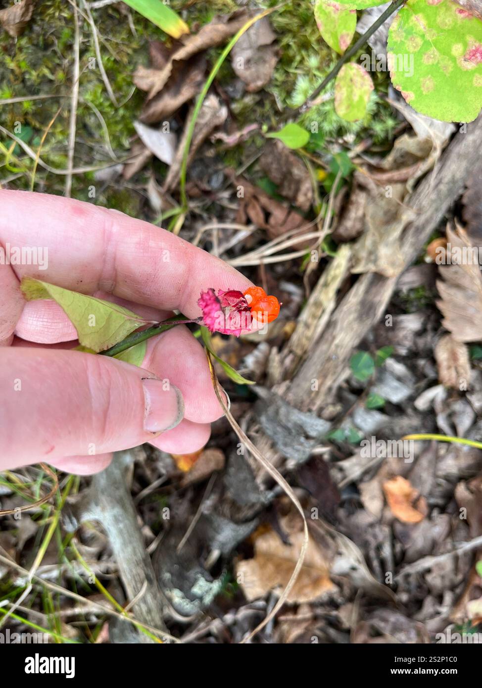 Running Strawberry-bush (Euonymus obovatus Stock Photo - Alamy