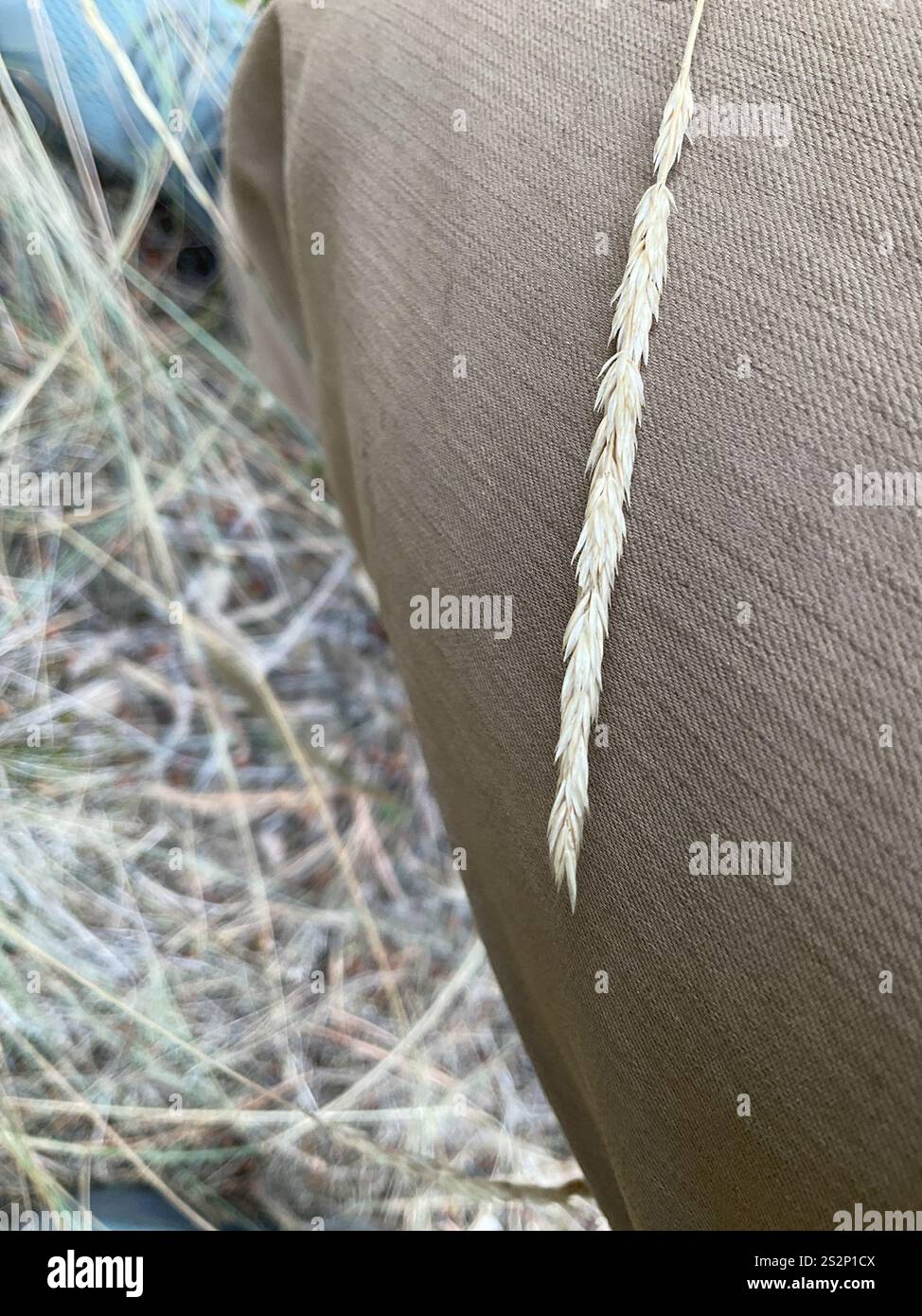 pine reed grass (Calamagrostis rubescens Stock Photo - Alamy