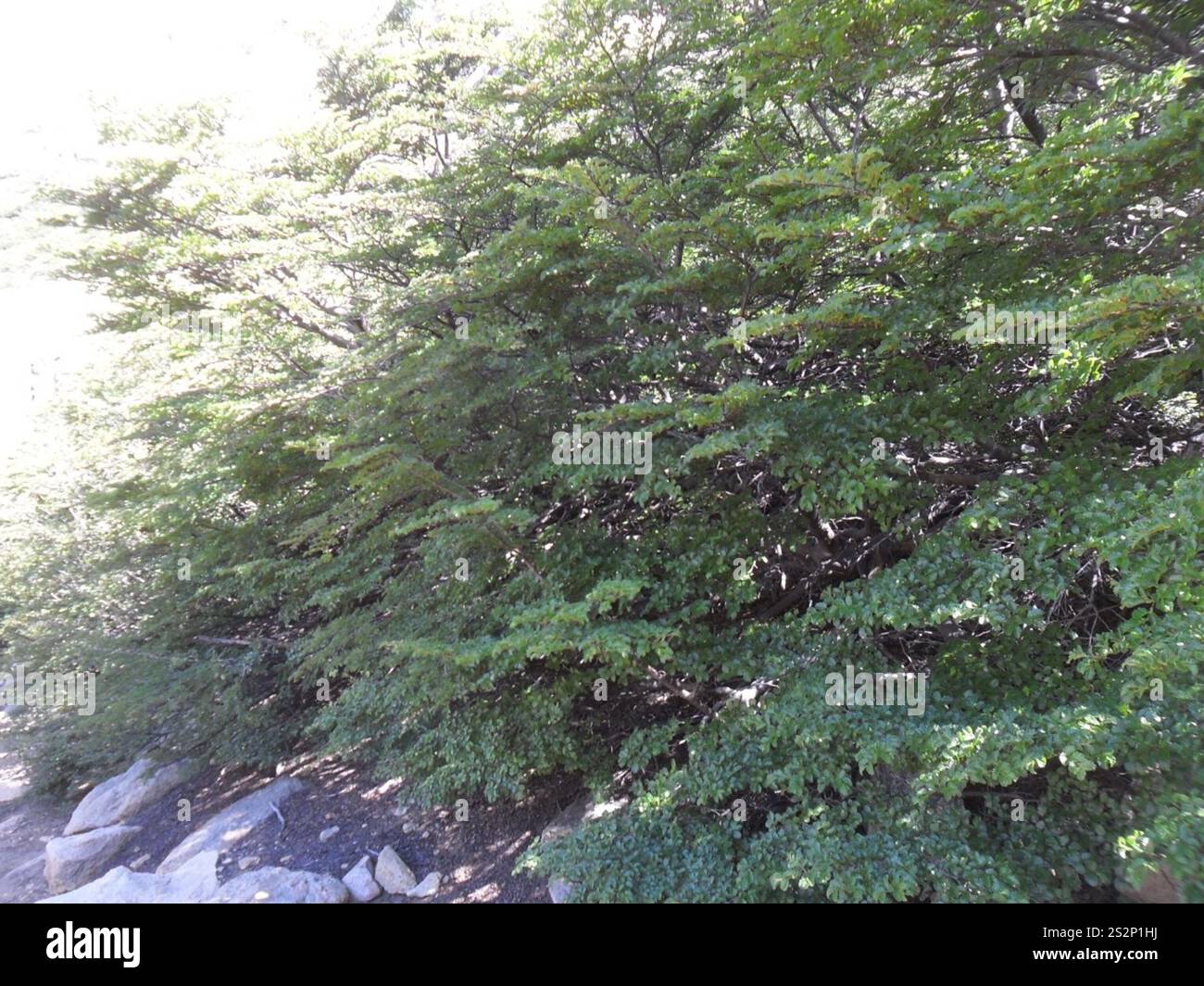 Southern Beeches (Nothofagus Stock Photo - Alamy