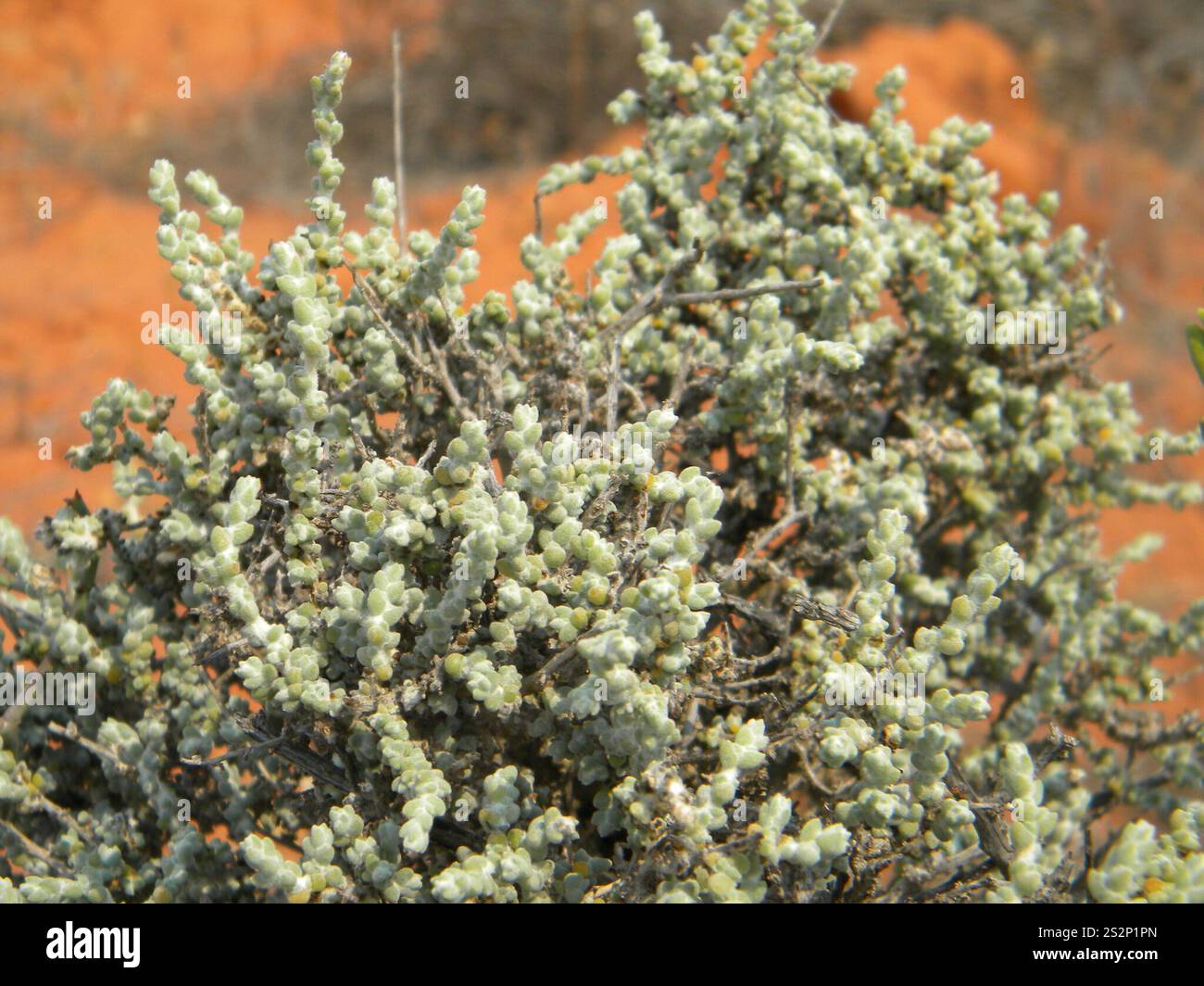 River Ganna (Caroxylon aphyllum Stock Photo - Alamy