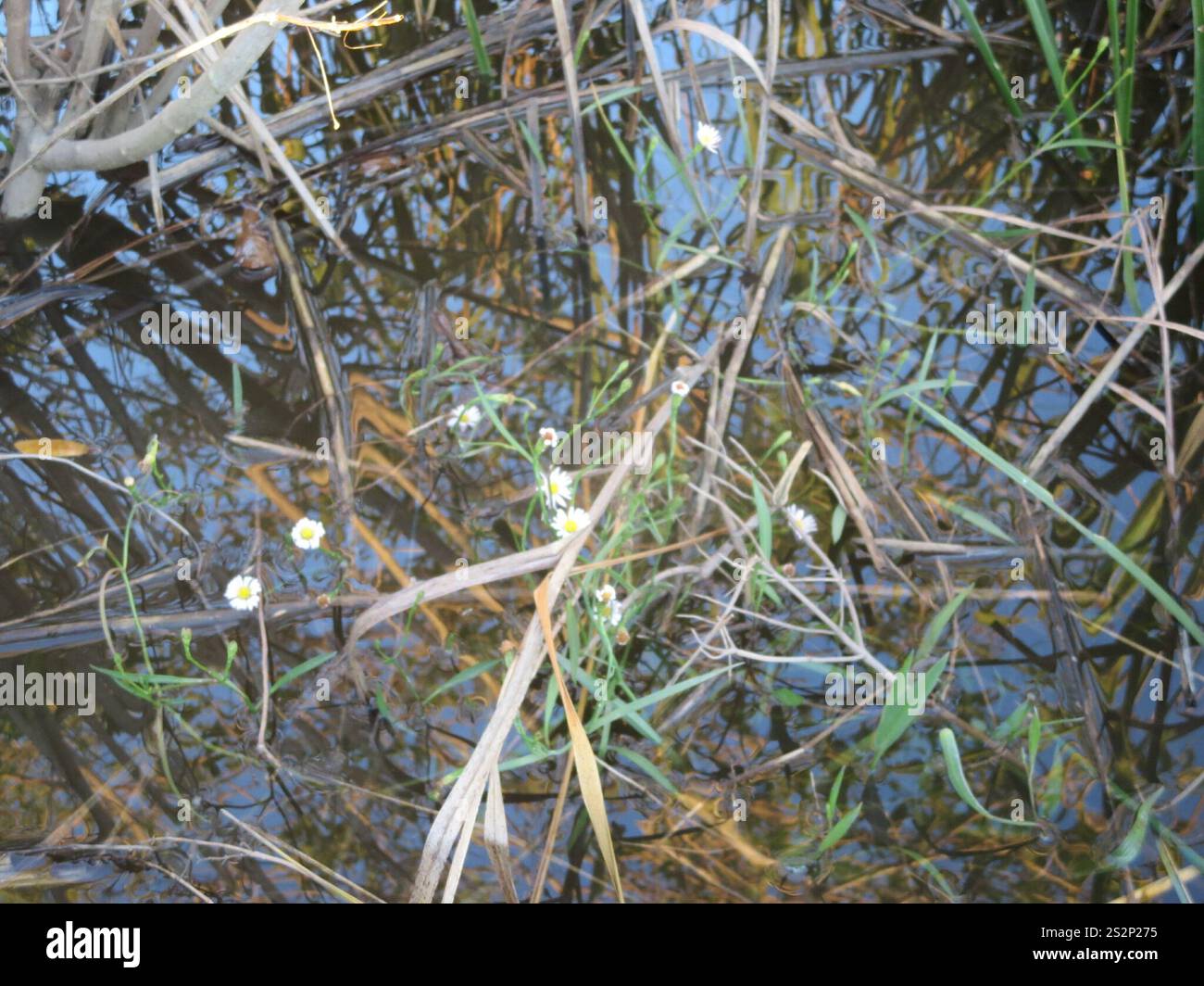 Perennial Saltmarsh Aster (Symphyotrichum tenuifolium Stock Photo - Alamy