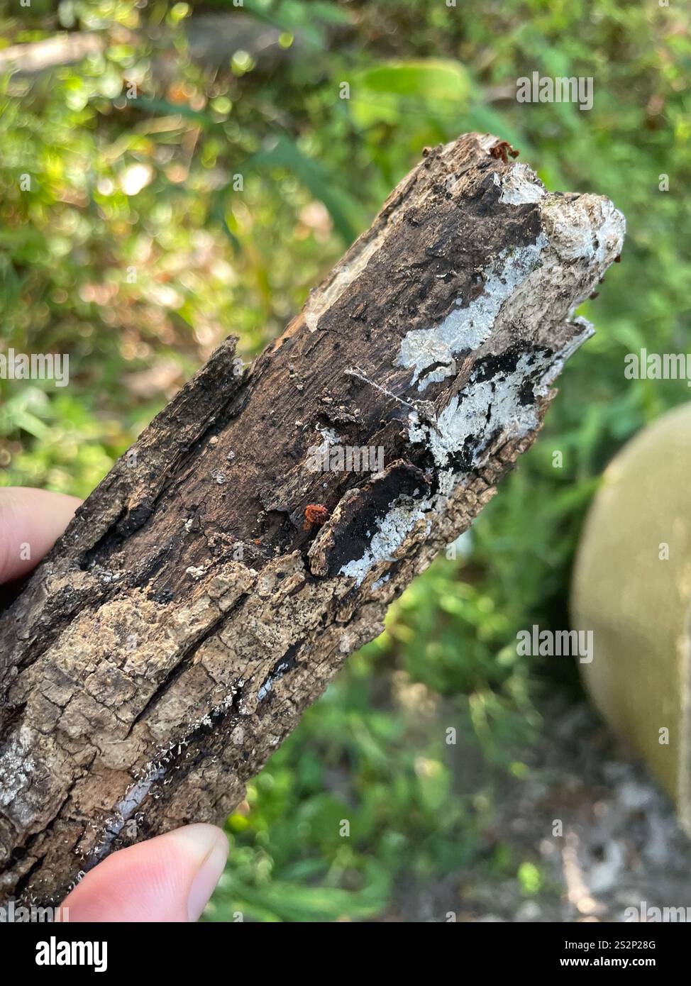 Wasp's Nest Slime Mold (Metatrichia vesparia Stock Photo - Alamy