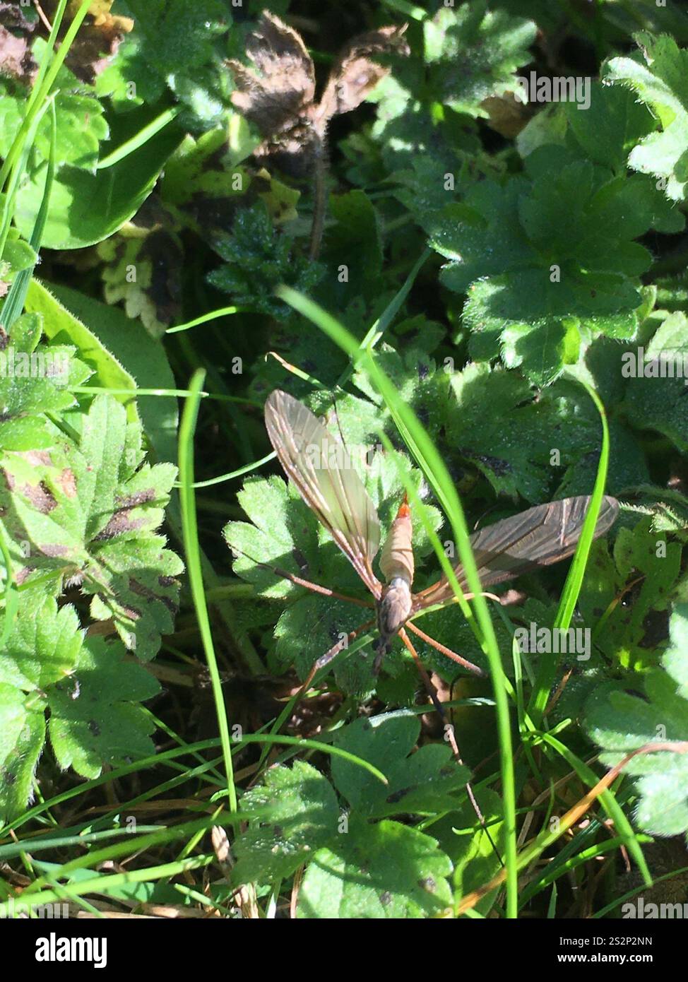 European Crane Fly (Tipula paludosa Stock Photo - Alamy