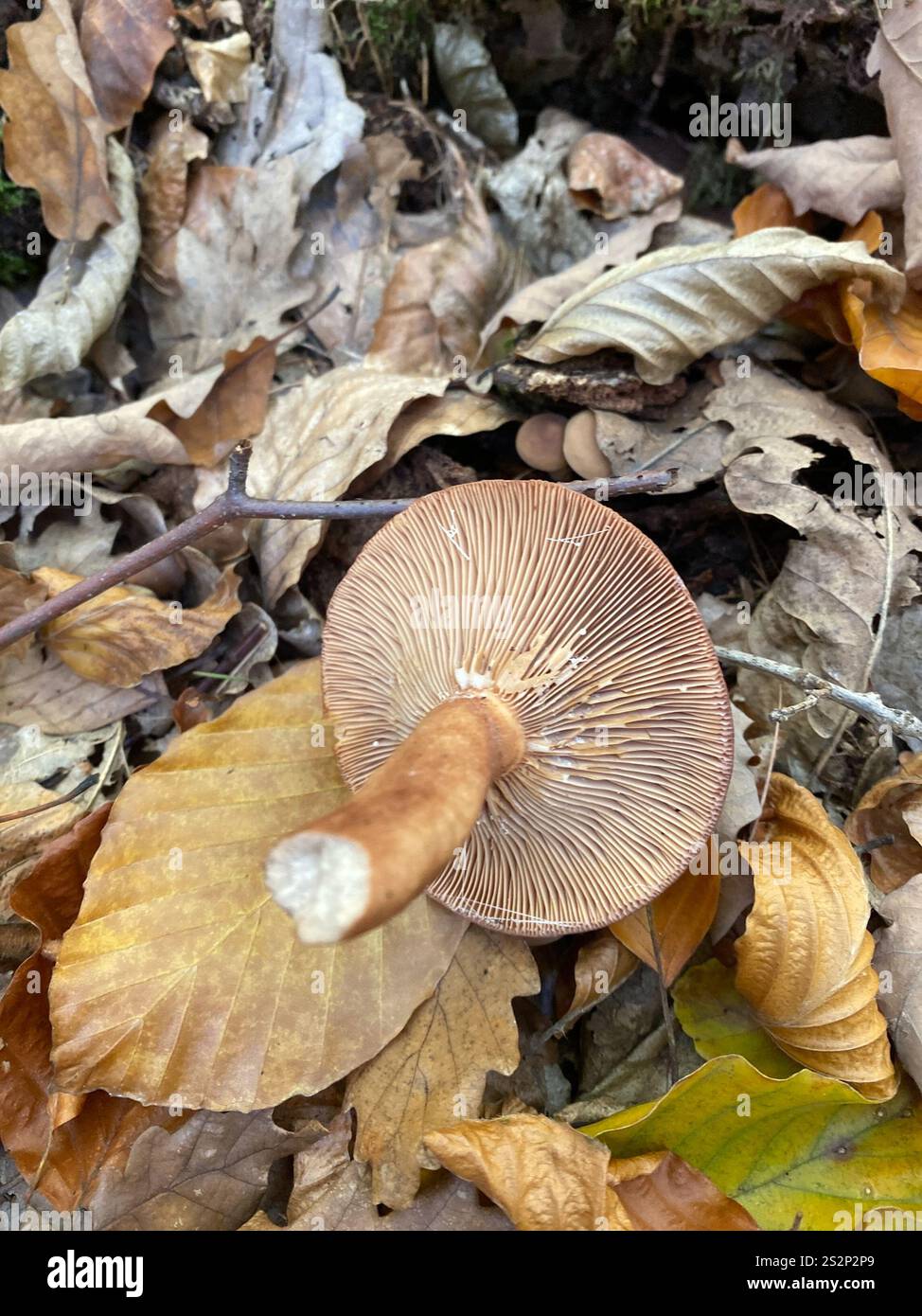 Oakbug Milkcap (Lactarius quietus Stock Photo - Alamy