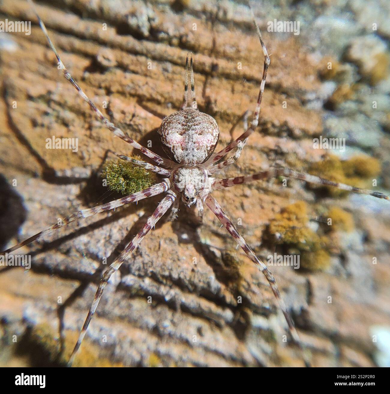 Two-tailed Spiders (Hersiliidae Stock Photo - Alamy