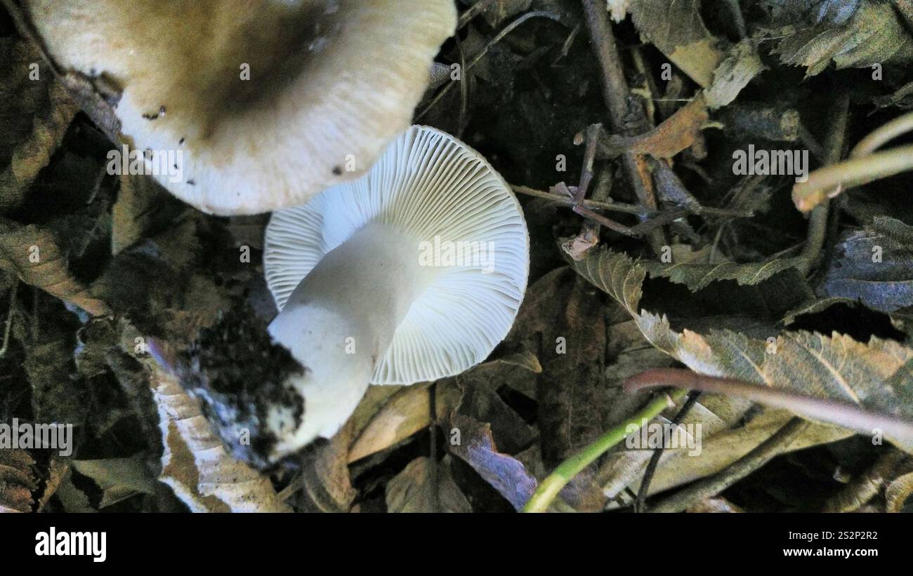 Russula fragilis hi-res stock photography and images - Alamy