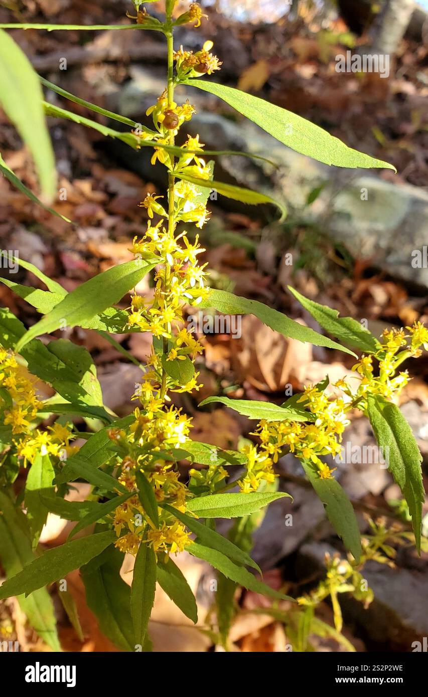 Mountain Decumbent Goldenrod (Solidago curtisii Stock Photo - Alamy