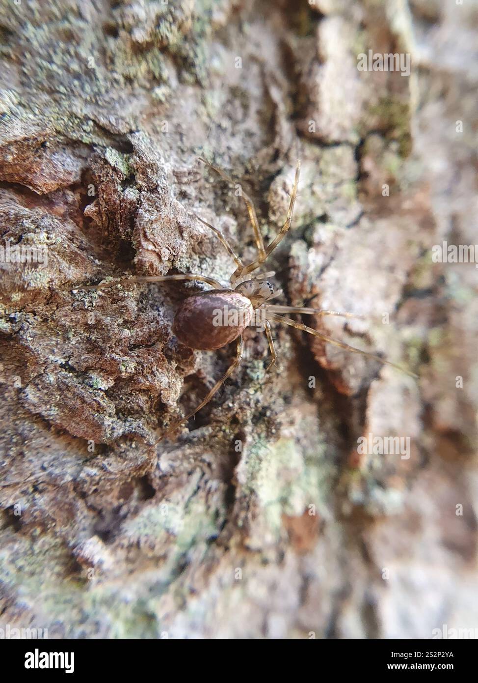 Invisible Spider (Drapetisca socialis Stock Photo - Alamy