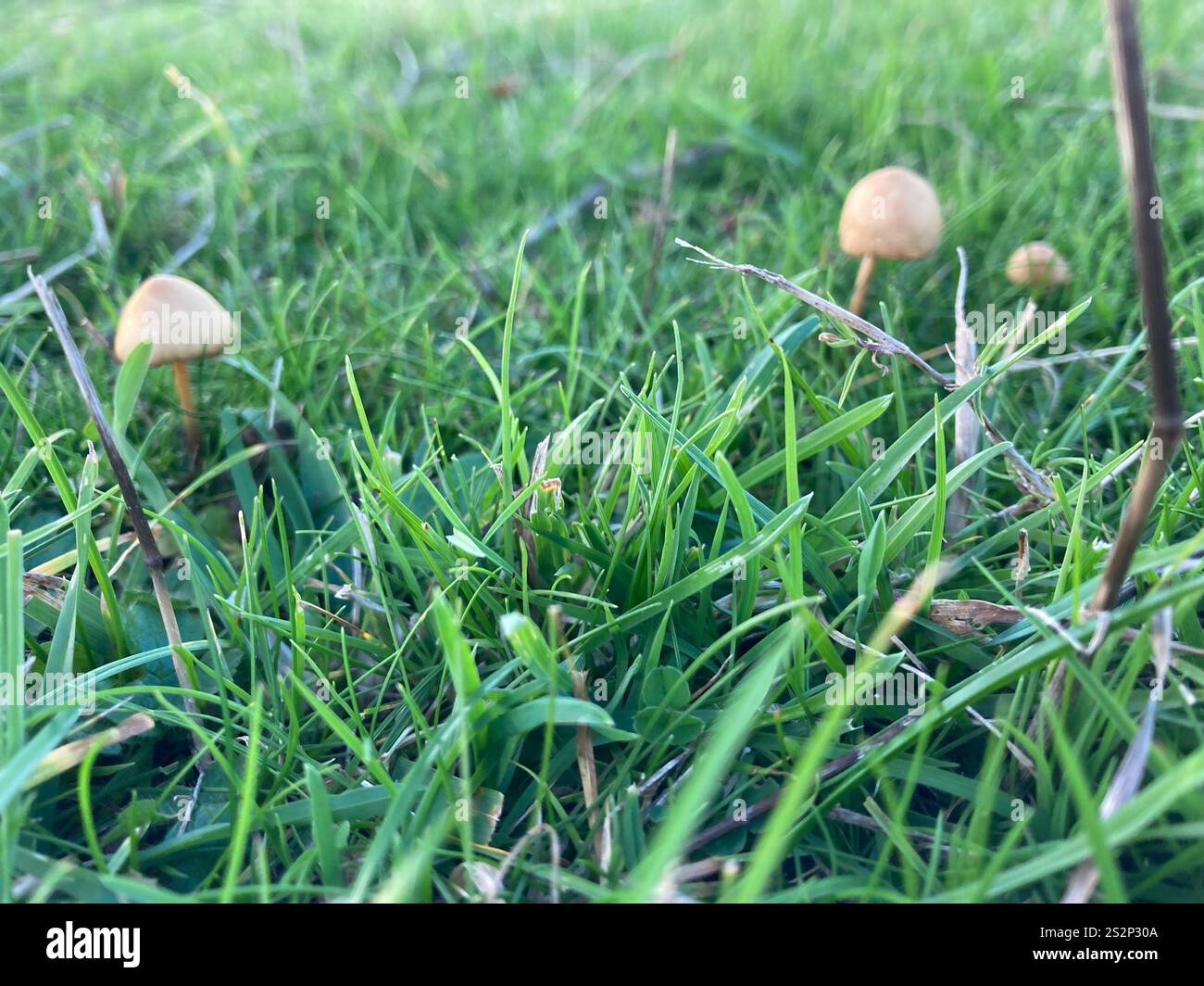 common conecap (Conocybe tenera Stock Photo - Alamy