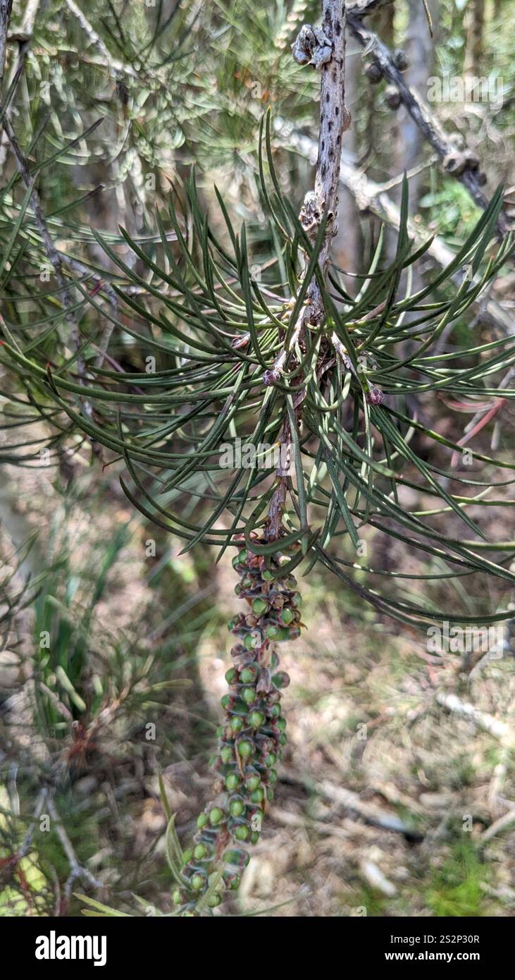 Narrow-leaved Bottlebrush (Melaleuca linearis Stock Photo - Alamy