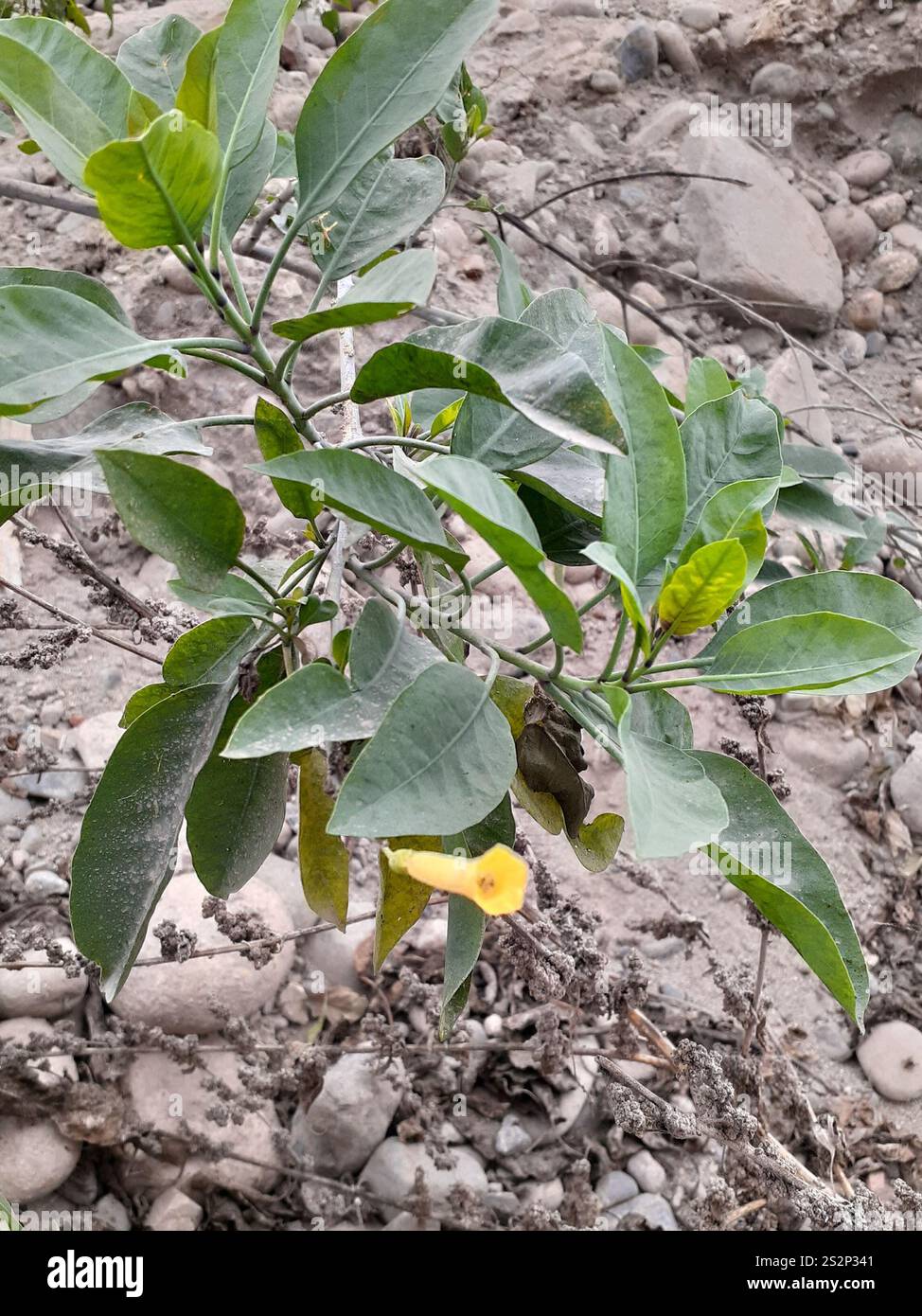 tree tobacco (Nicotiana glauca Stock Photo - Alamy