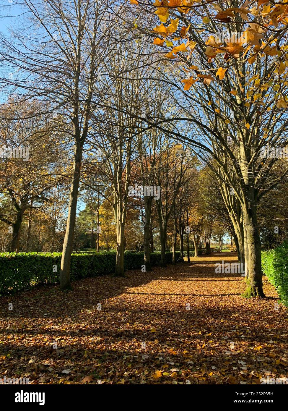 A Corridor of trees and hedges in an English woodland Stock Photo - Alamy