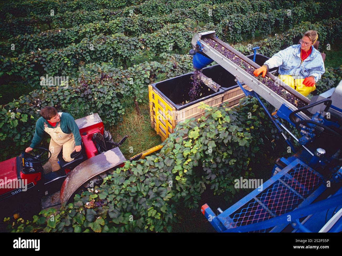 CONCORD GRAPE HARVEST; ARCHER VINEYARDS; TOWN OF NORTH EAST; ERIE ...