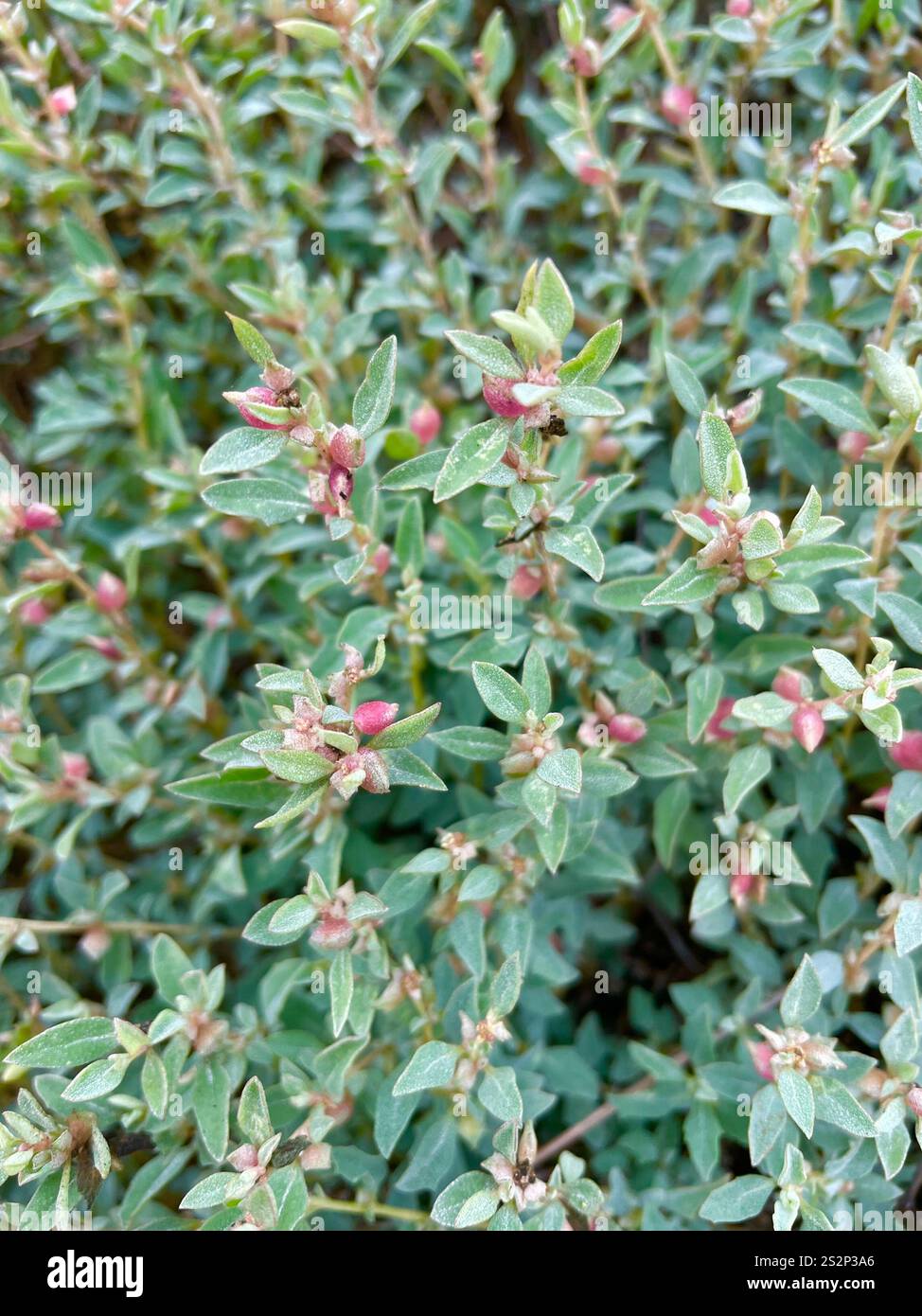 berry saltbush (Atriplex semibaccata Stock Photo - Alamy