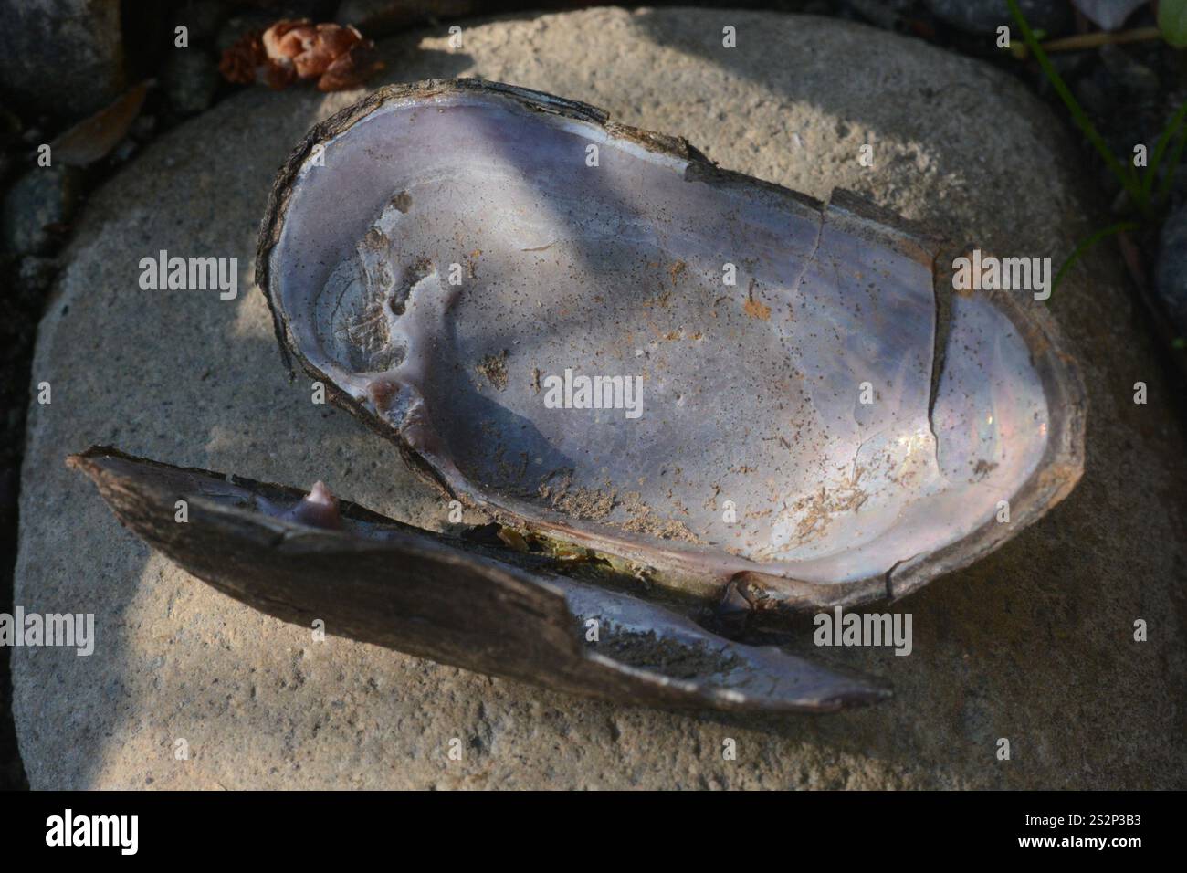 Western Pearlshell (Margaritifera falcata Stock Photo - Alamy